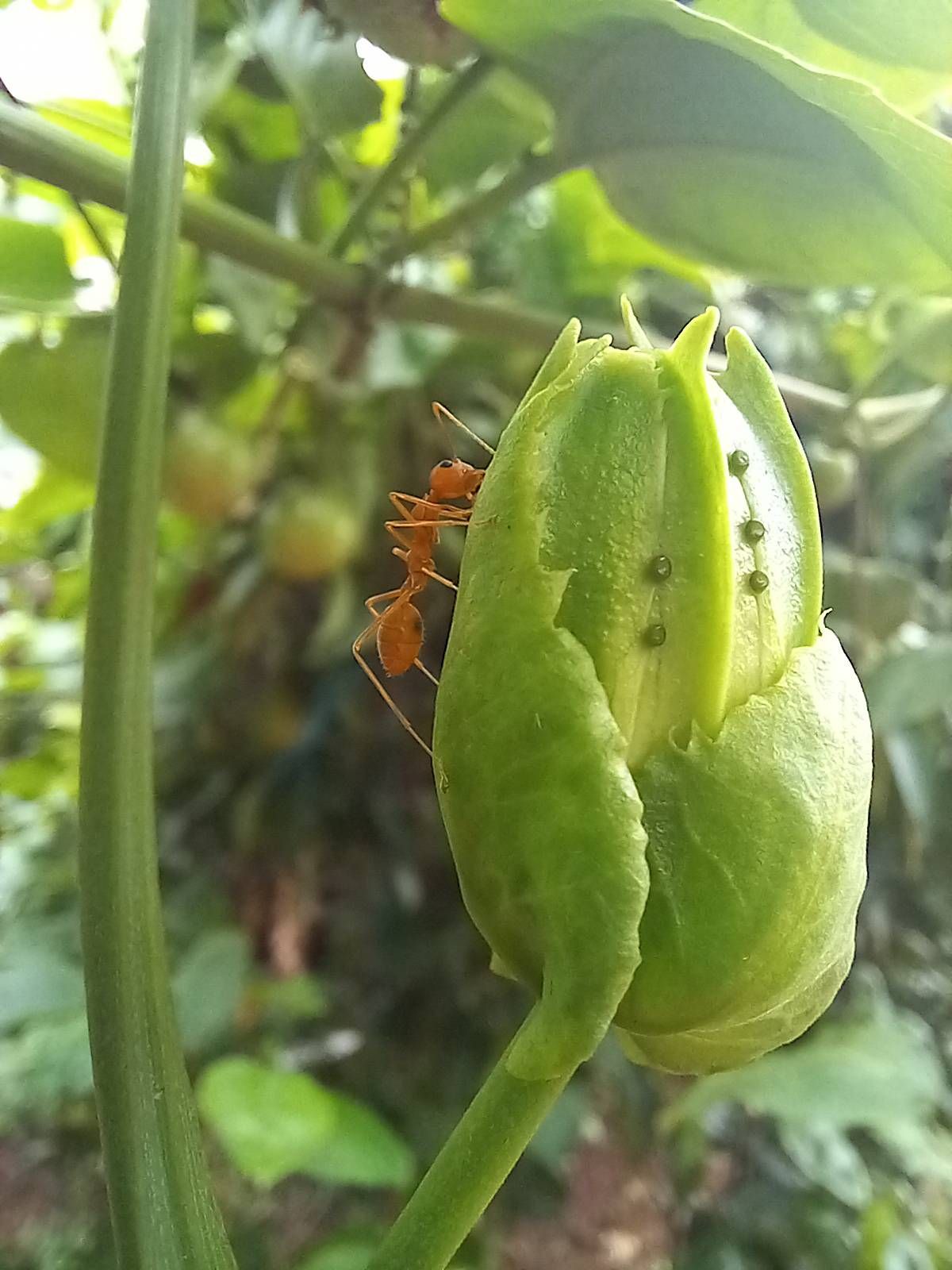 Ant - Samsung Members