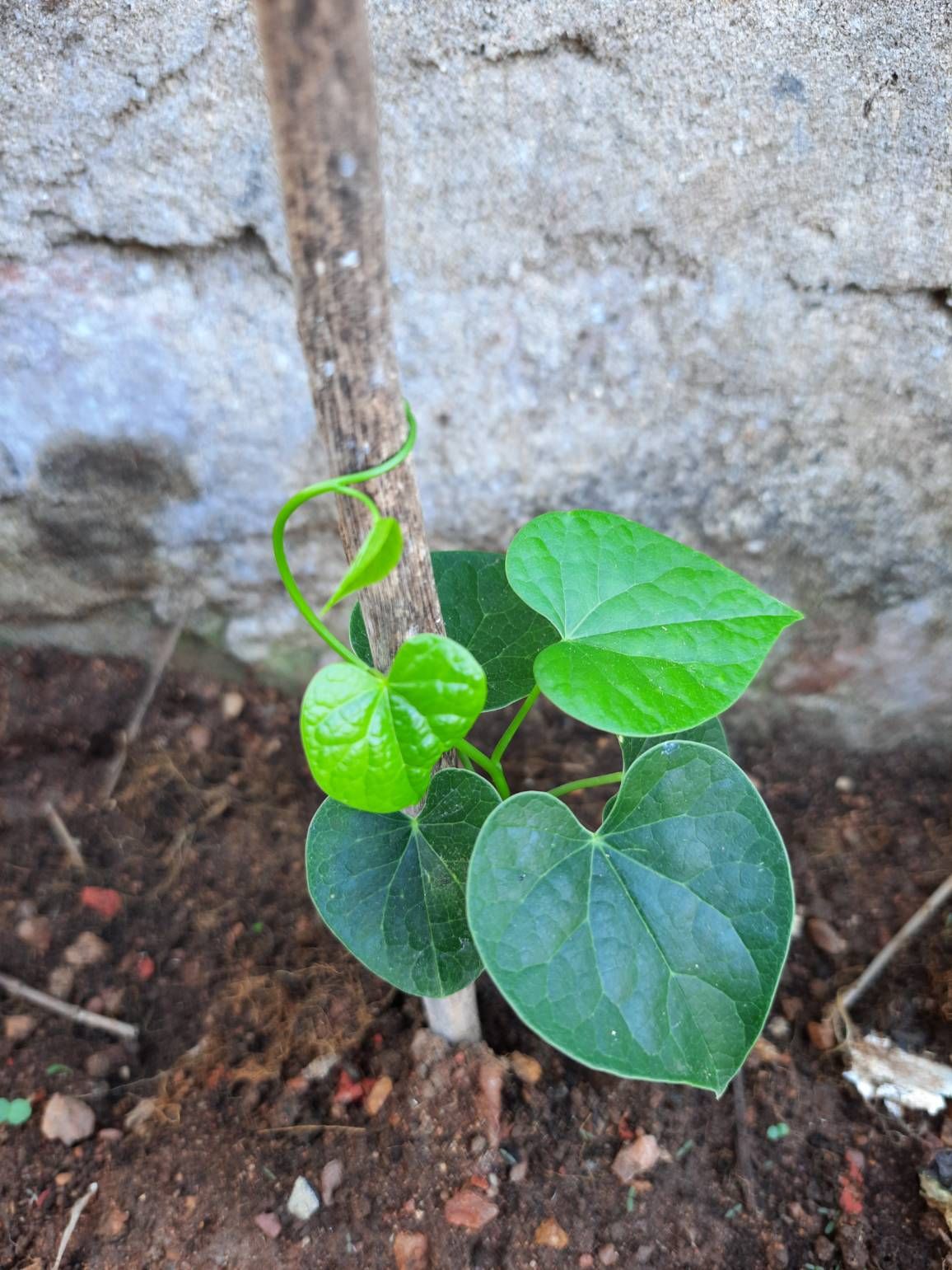 Giloi Plant 🪴 - Samsung Members