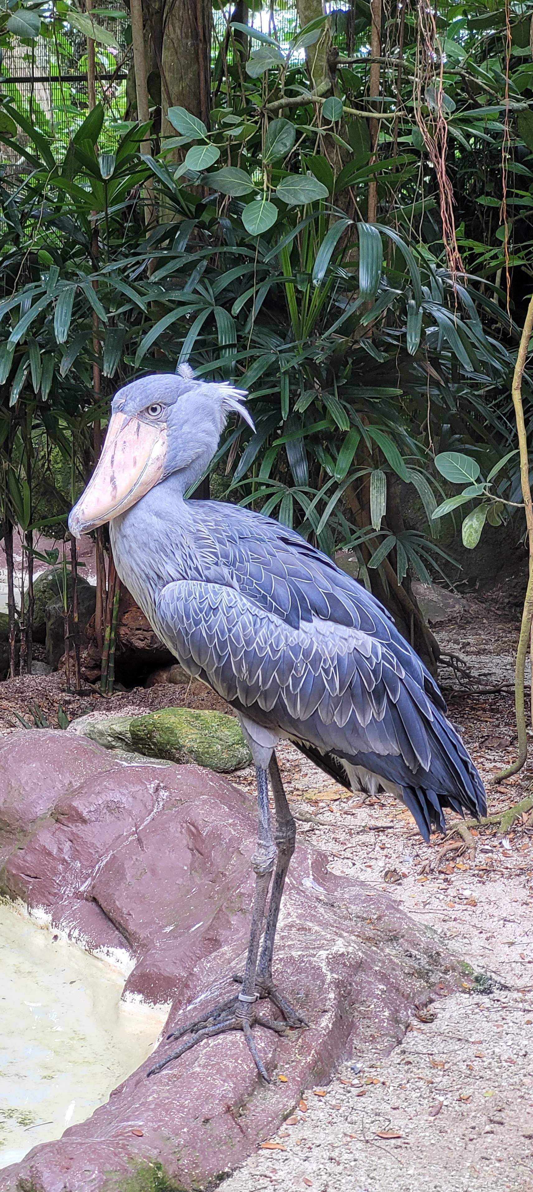 World's Most Terrifying Bird - Samsung Members