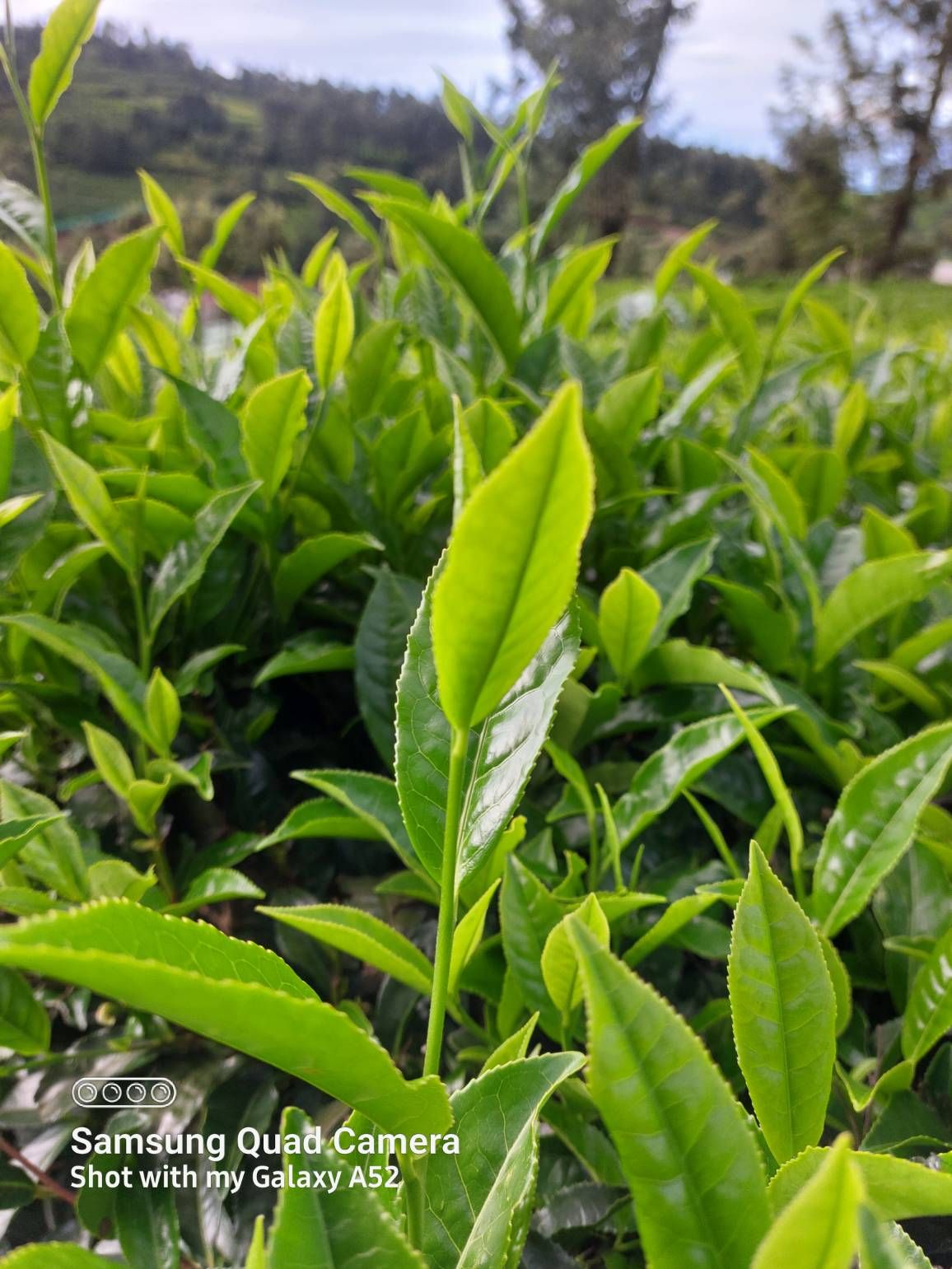 Tea plant - Samsung Members