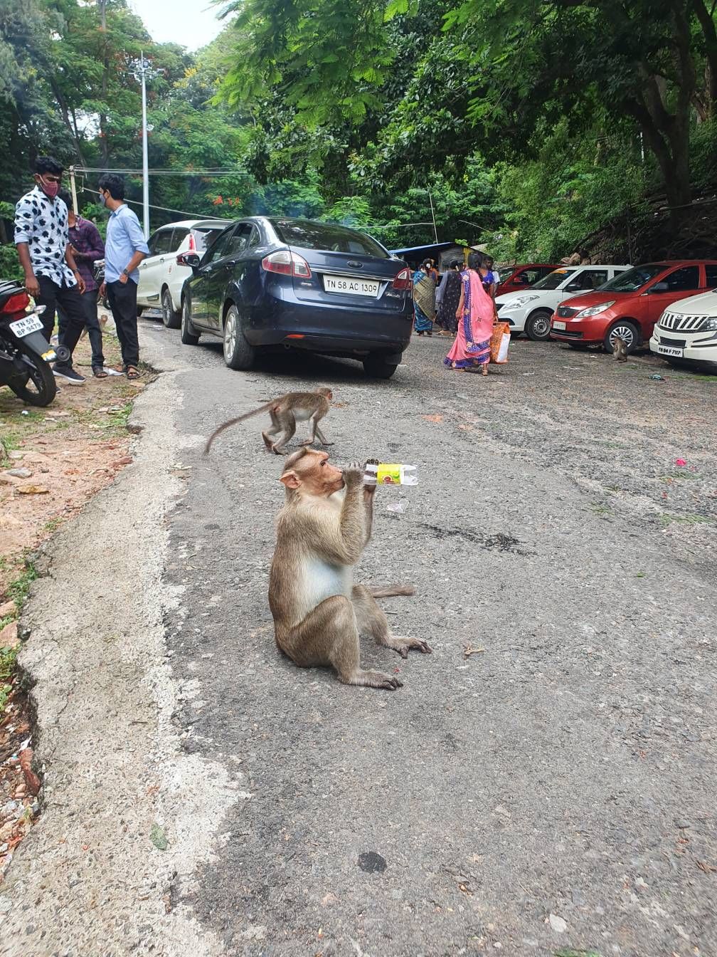 Monkey - Samsung Members