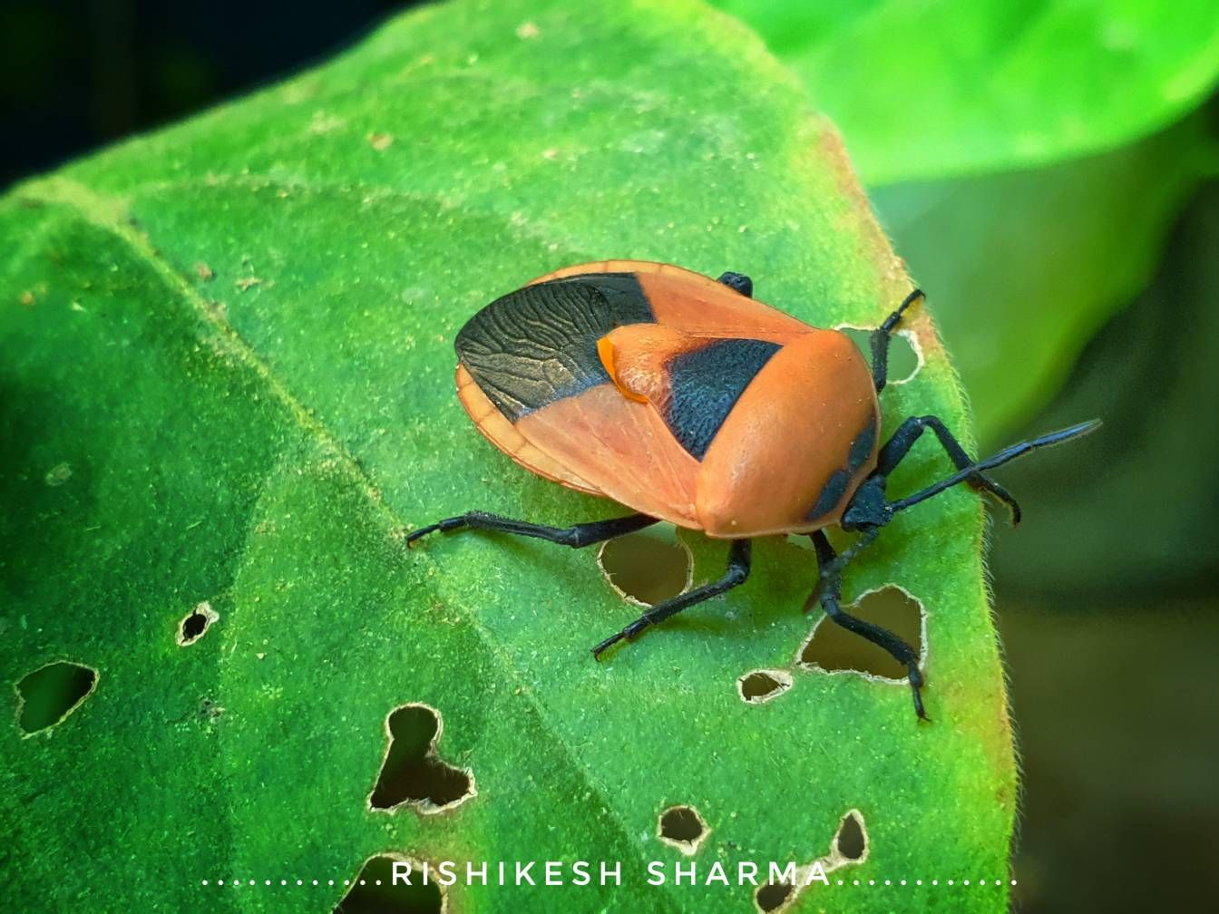 Samsung Brand Ambassador - Samsung Members