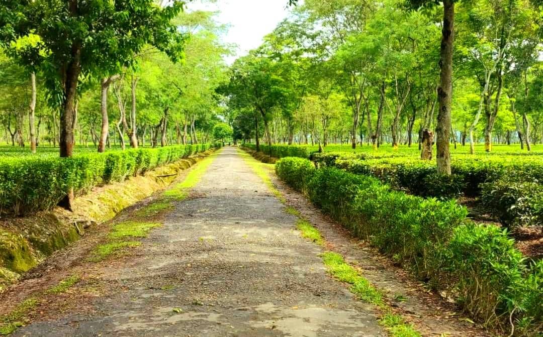 Tea Estates of Assam - Page 3 - Samsung Members