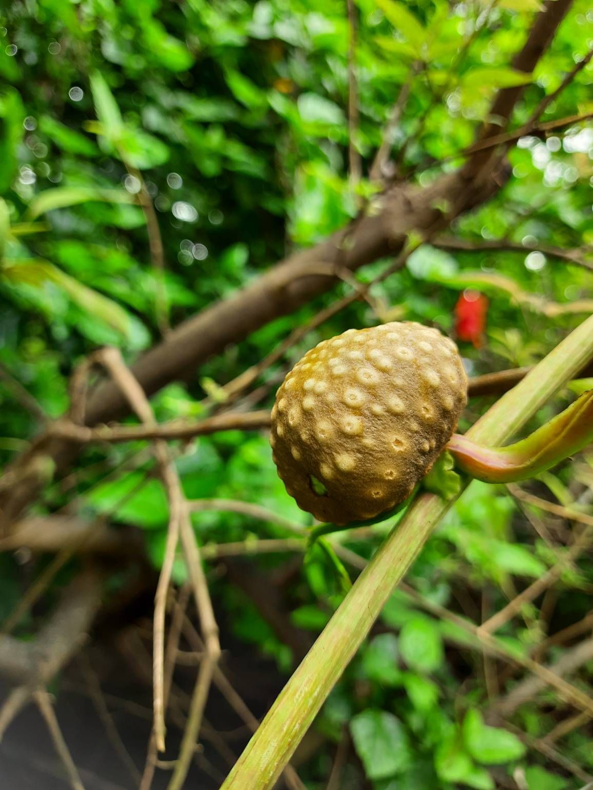 Tuber fruit - Samsung Members