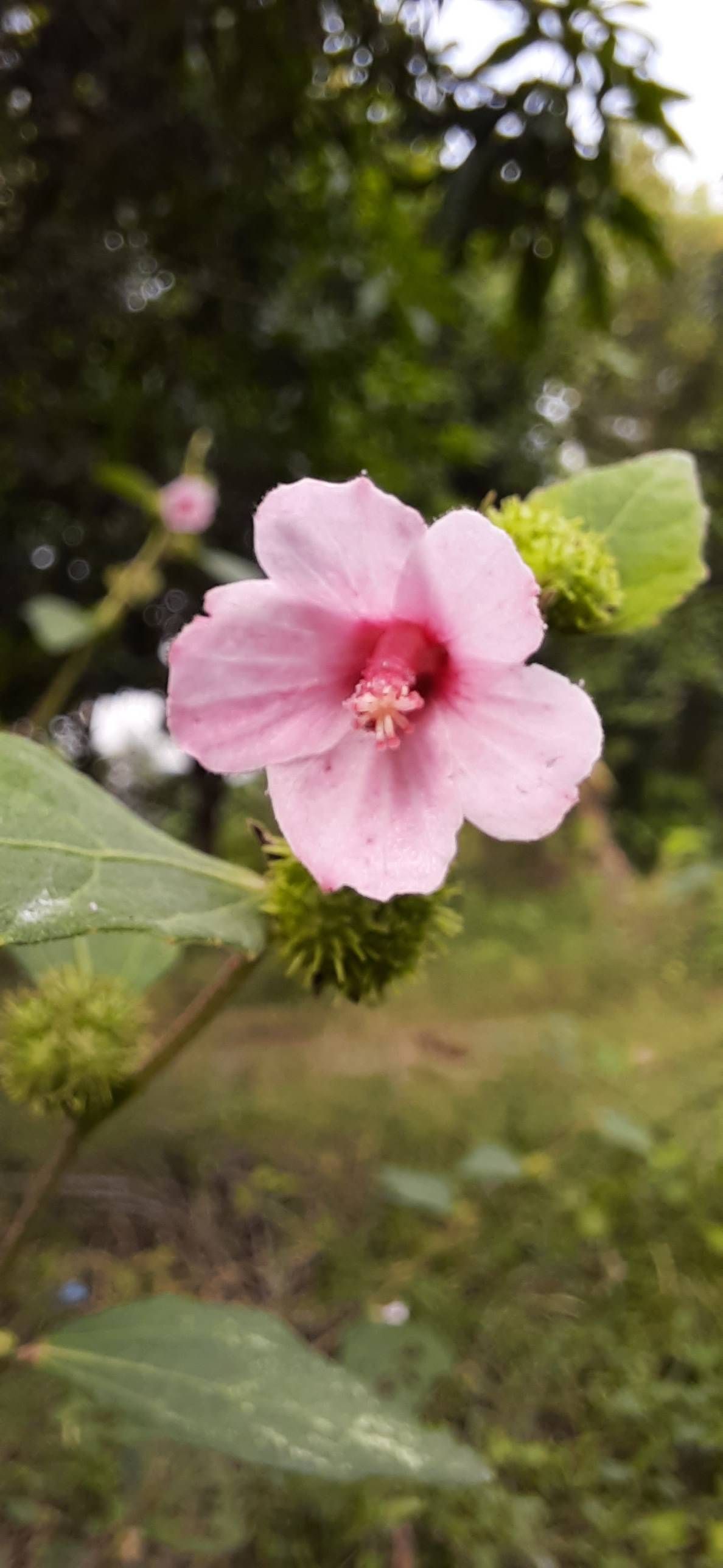 Sad bagan - Samsung Members