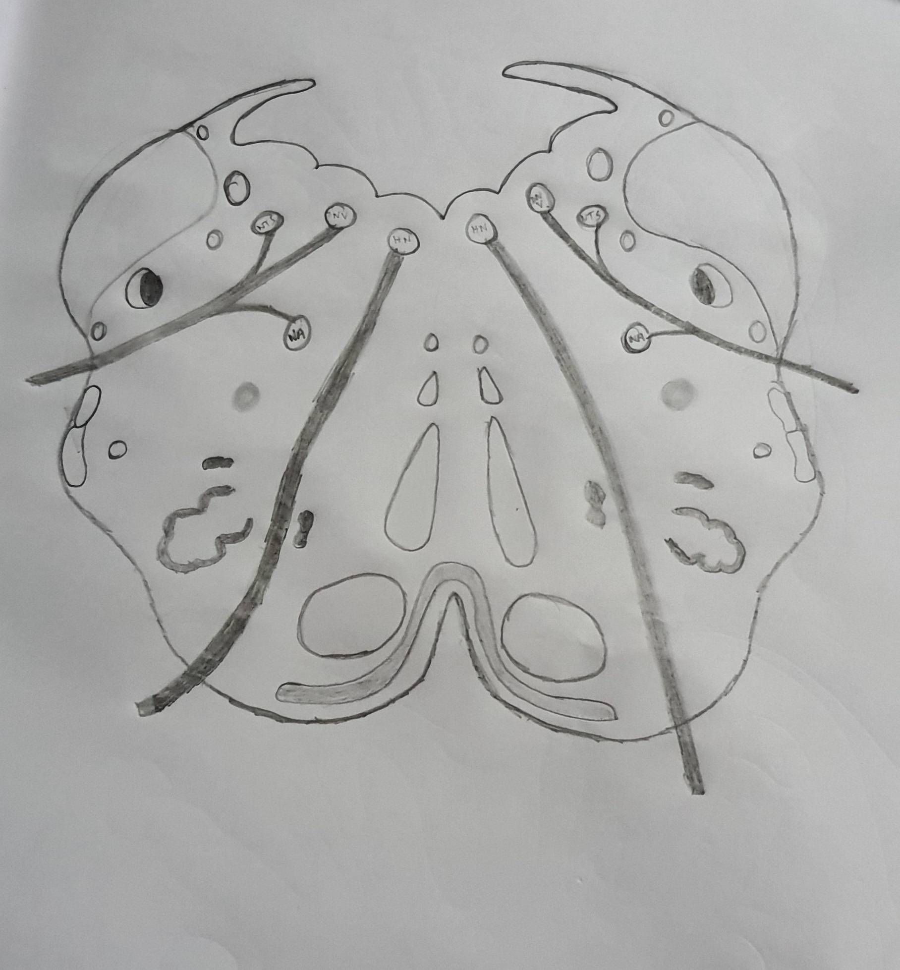 A drawing 💫 cross section of Medulla oblong... - Samsung Members