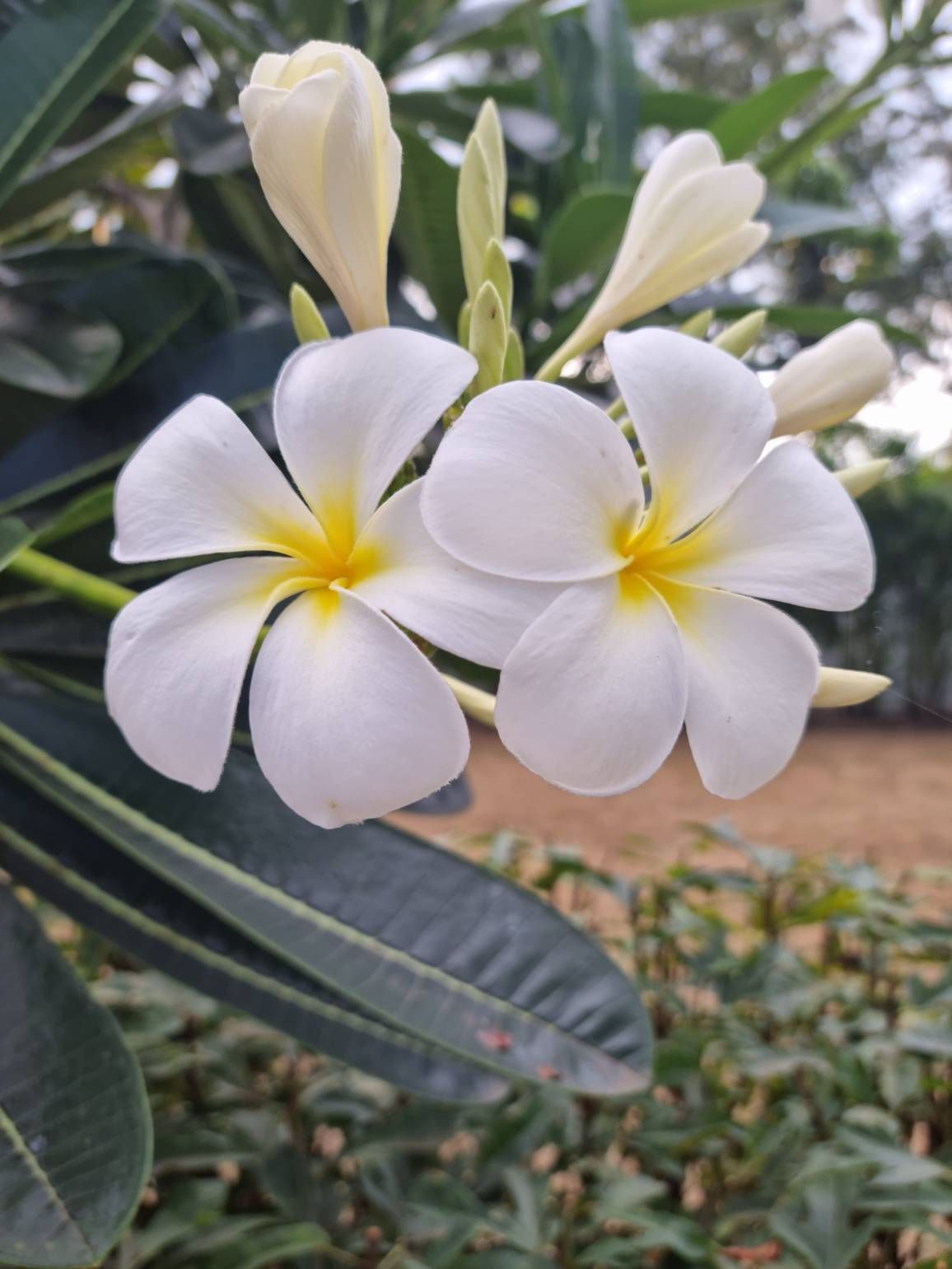 Flowers - Samsung Members