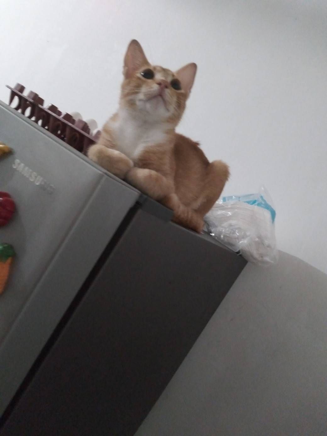 Samsung cat 🐈😻 - Samsung Members