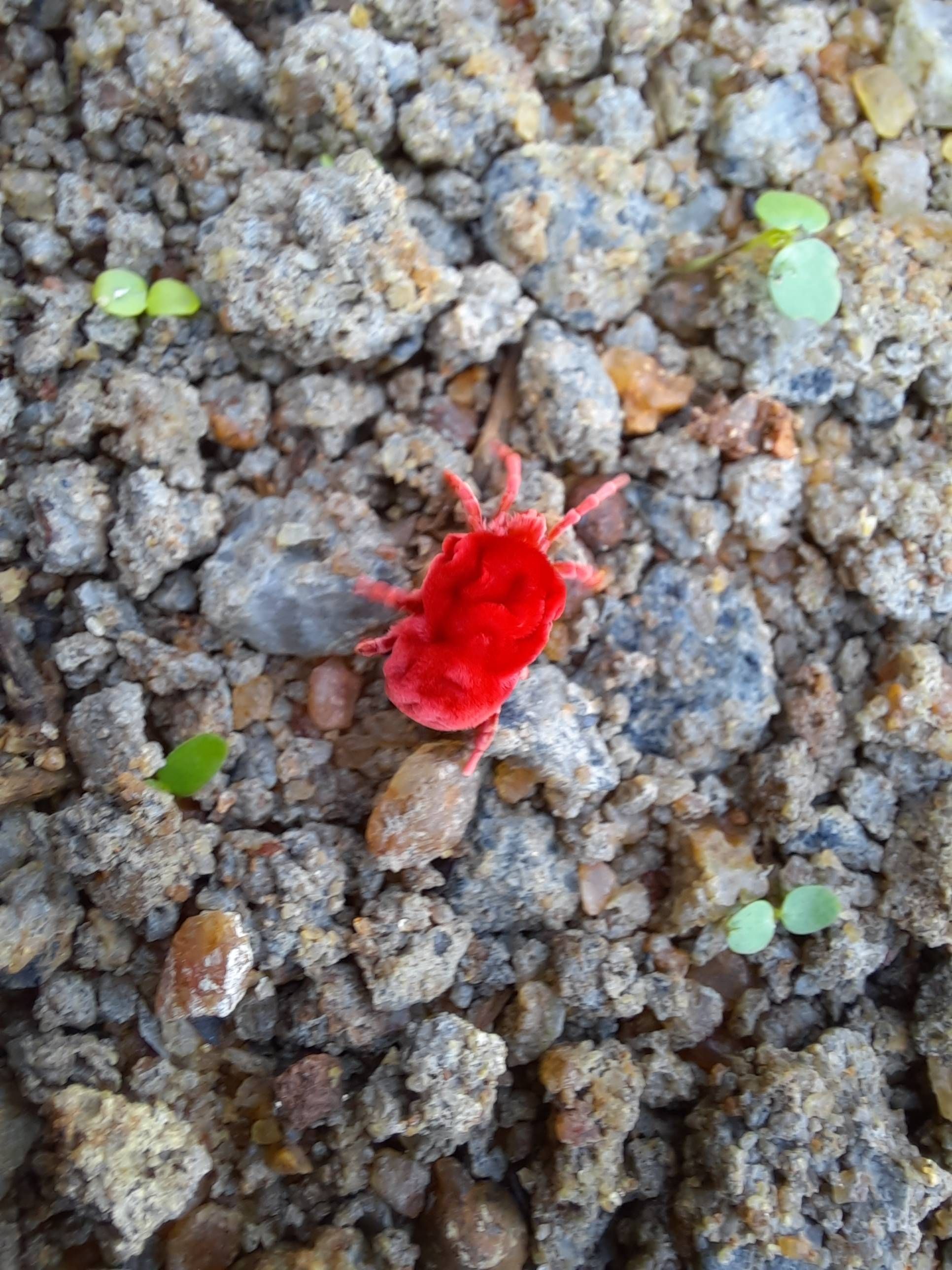 Red velvet mite - Samsung Members
