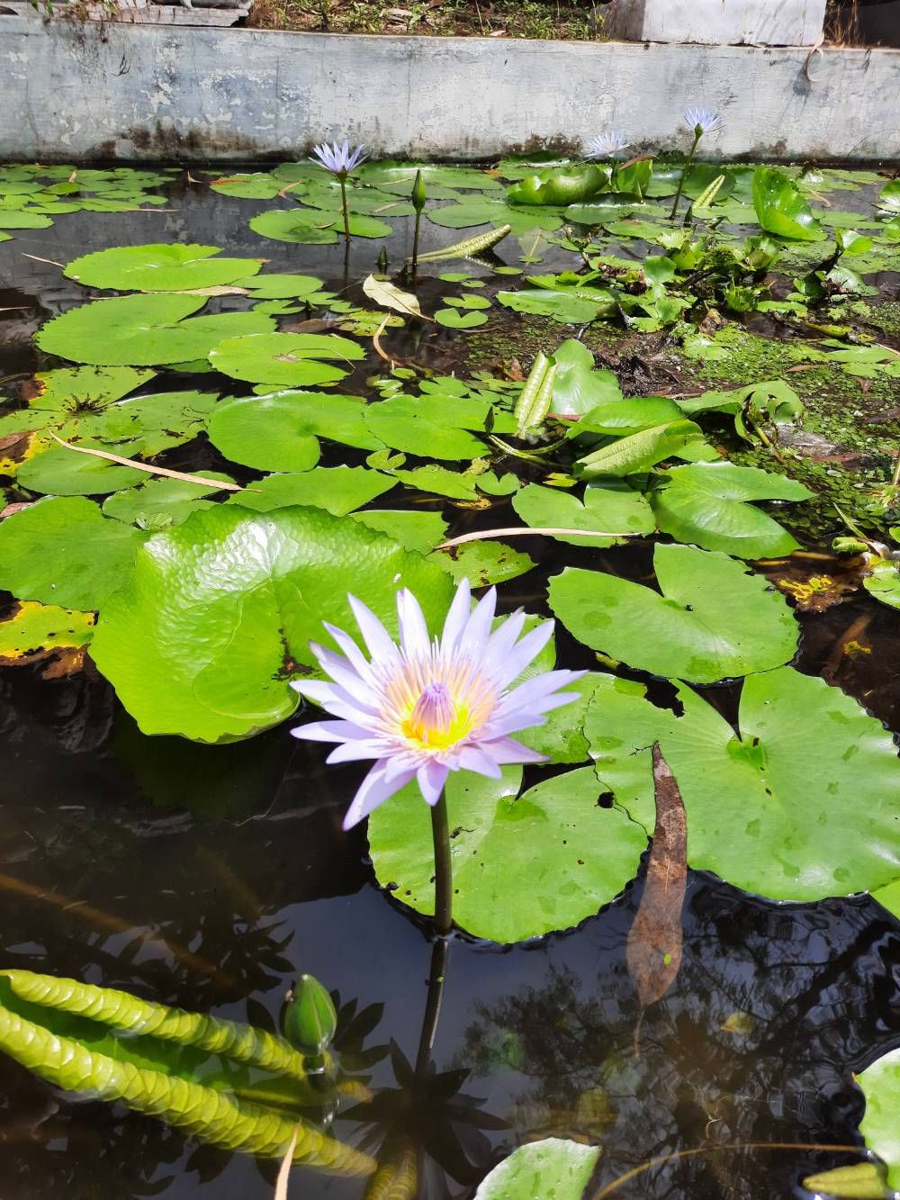 National flower lotus - Samsung Members