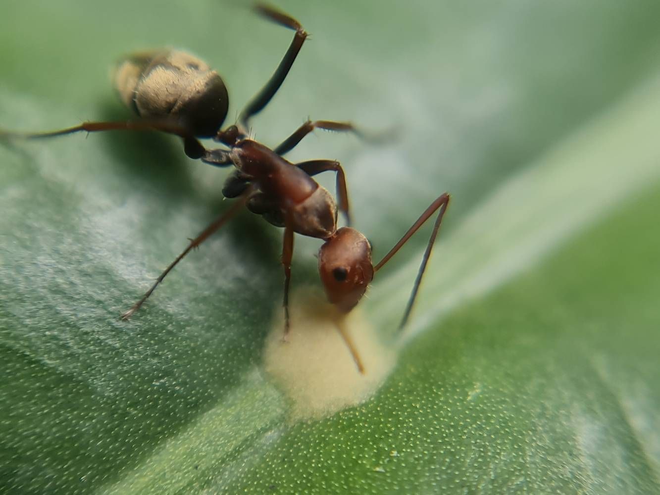 An Ant with macro lens - Samsung Members