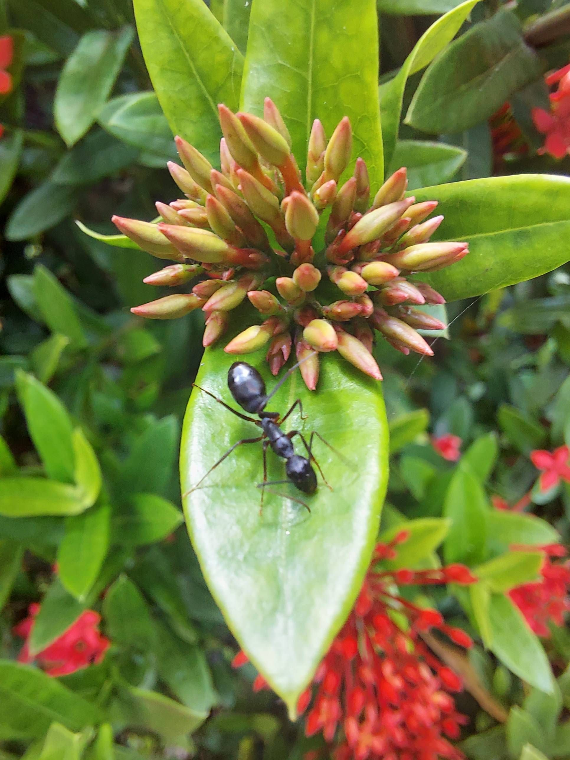 An Ant on a leaf 🍃 - Samsung Members