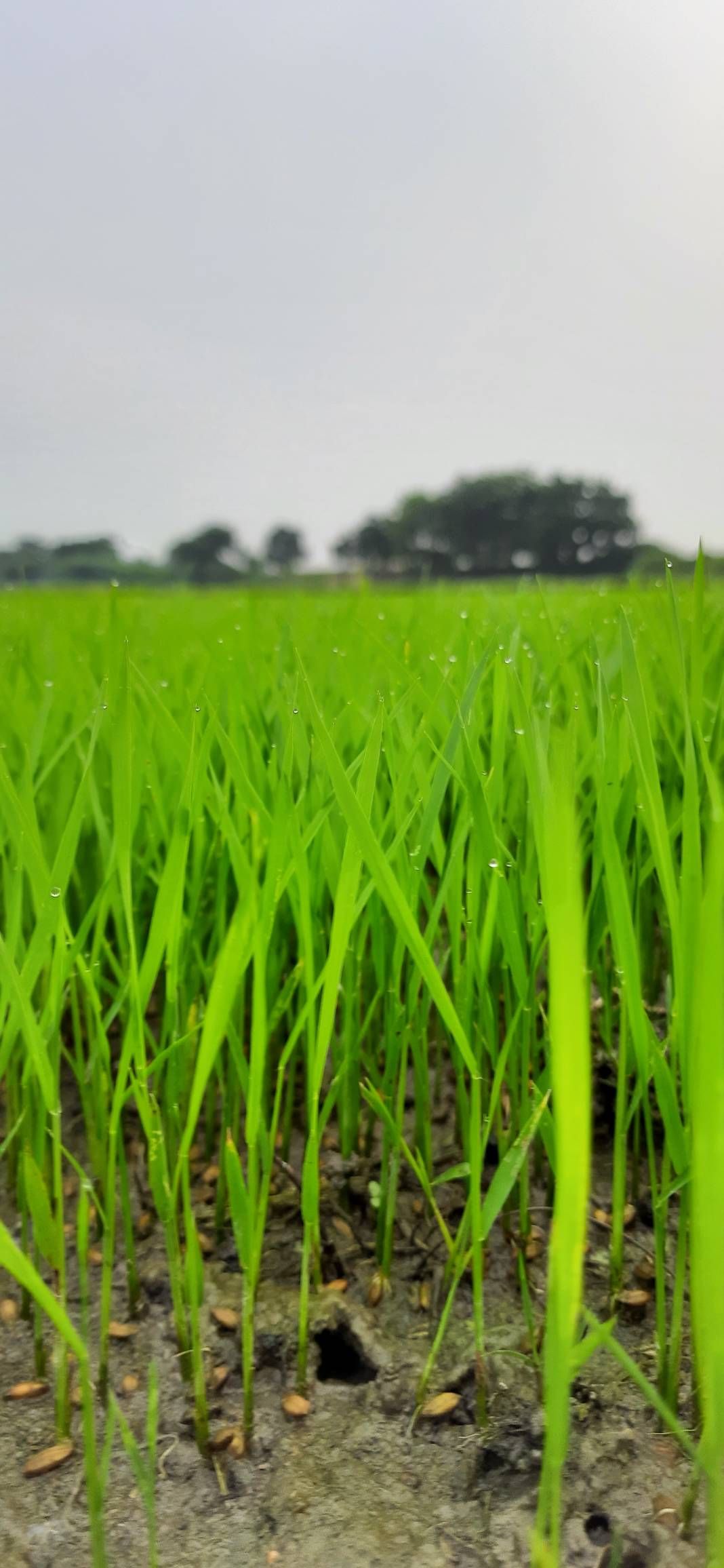 Initial stage of paddy cultivation - Samsung Members