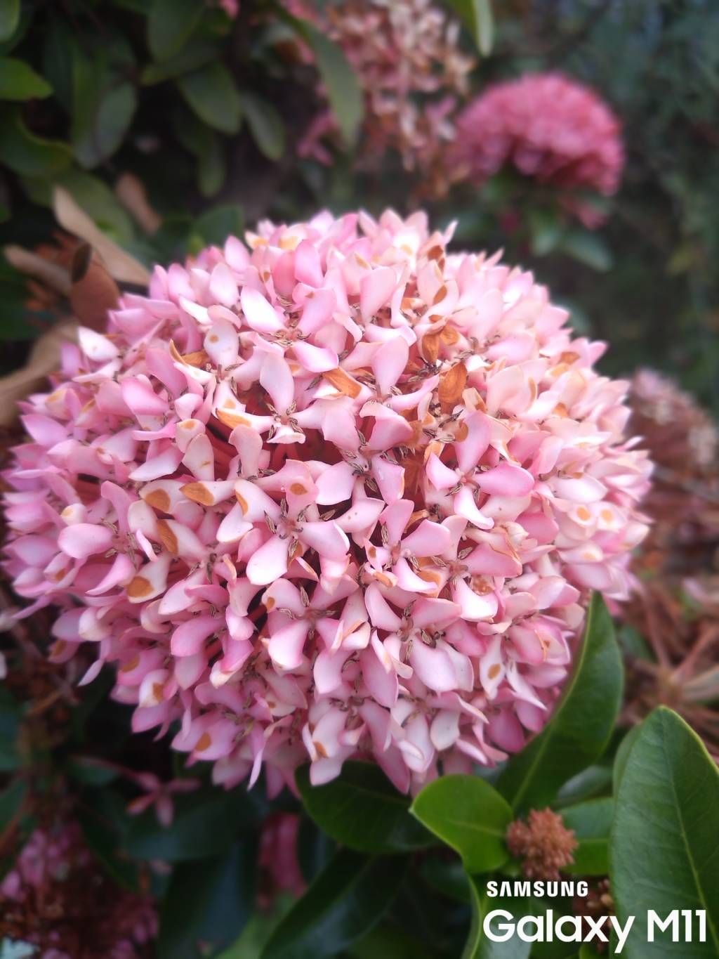 Macro Photography - [ High Resolution ] - Samsung Members