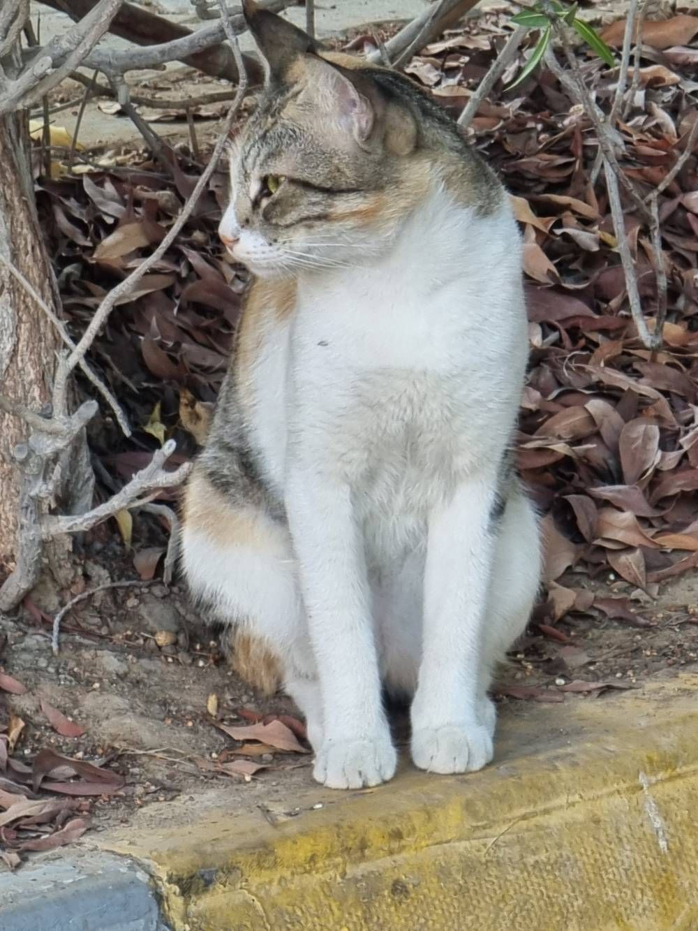 Shay cat - Samsung Members