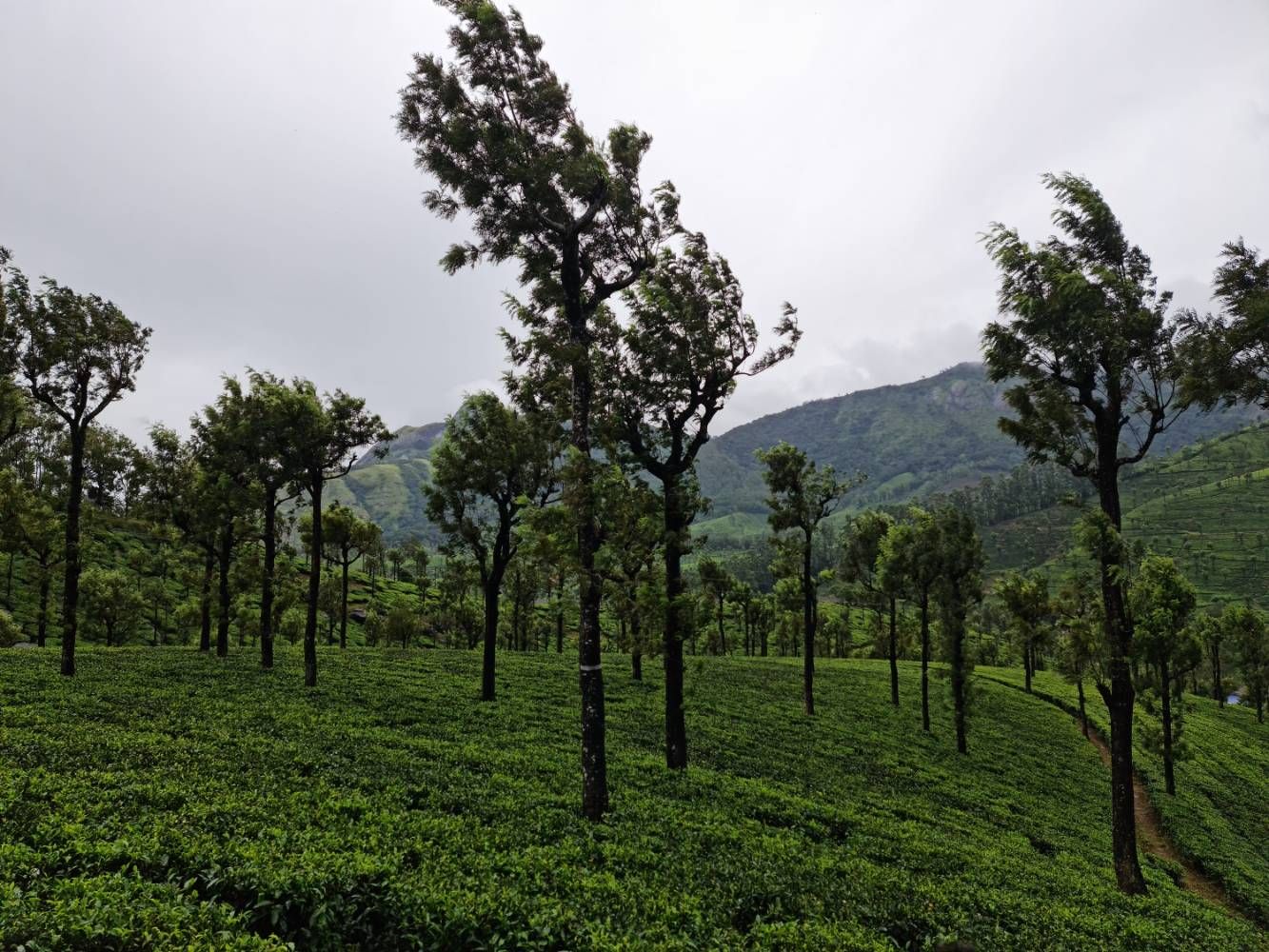 Trees - Samsung Members