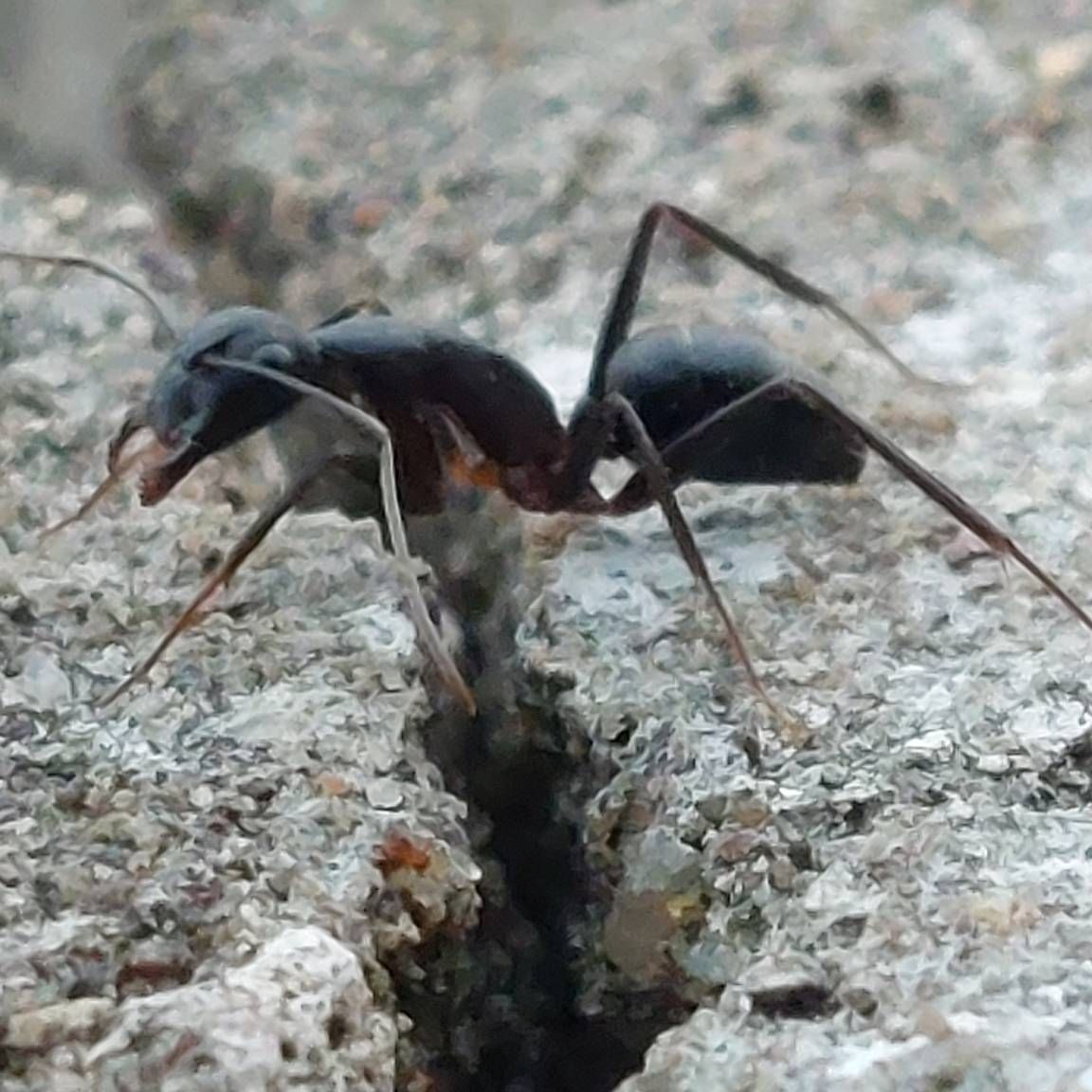 BLACK ANT 🐜 - Samsung Members