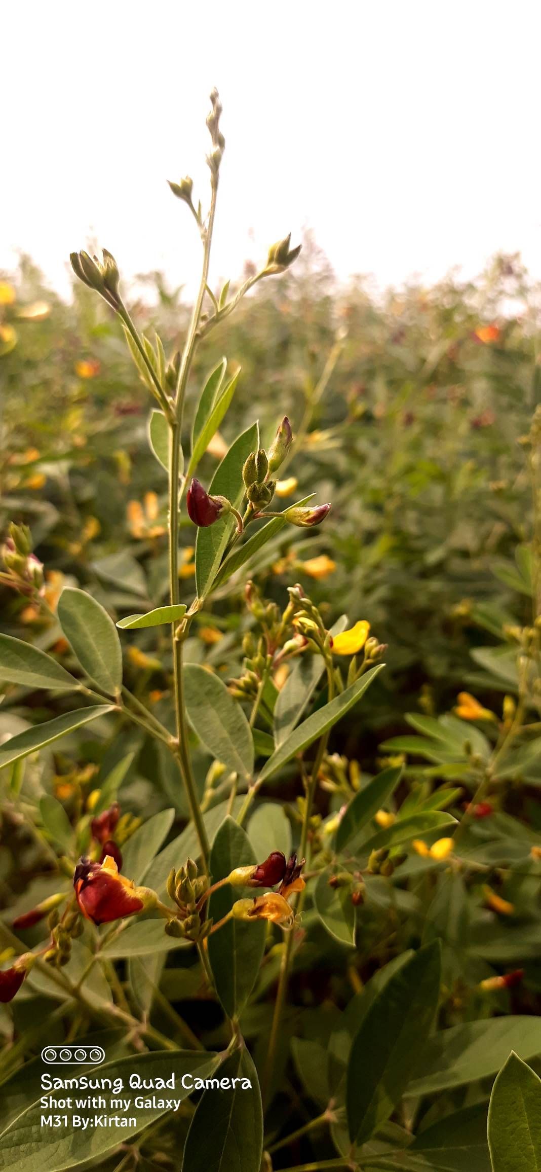 The tree of toor dal...😇😊 - Samsung Members