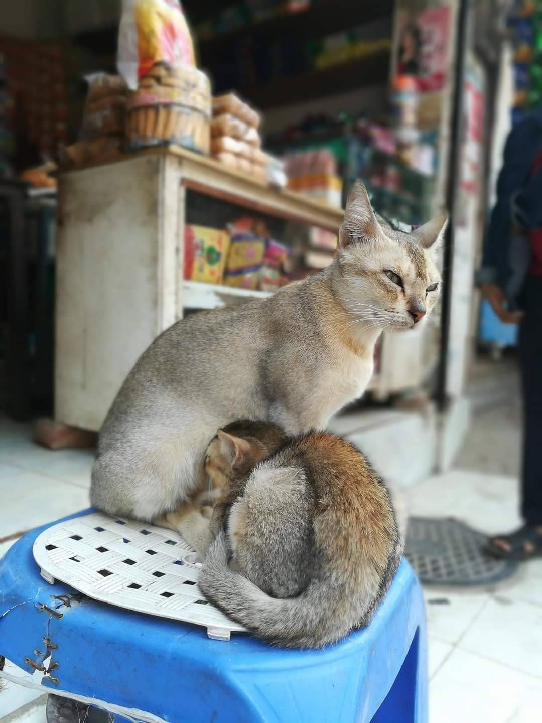 Cat - Samsung Members