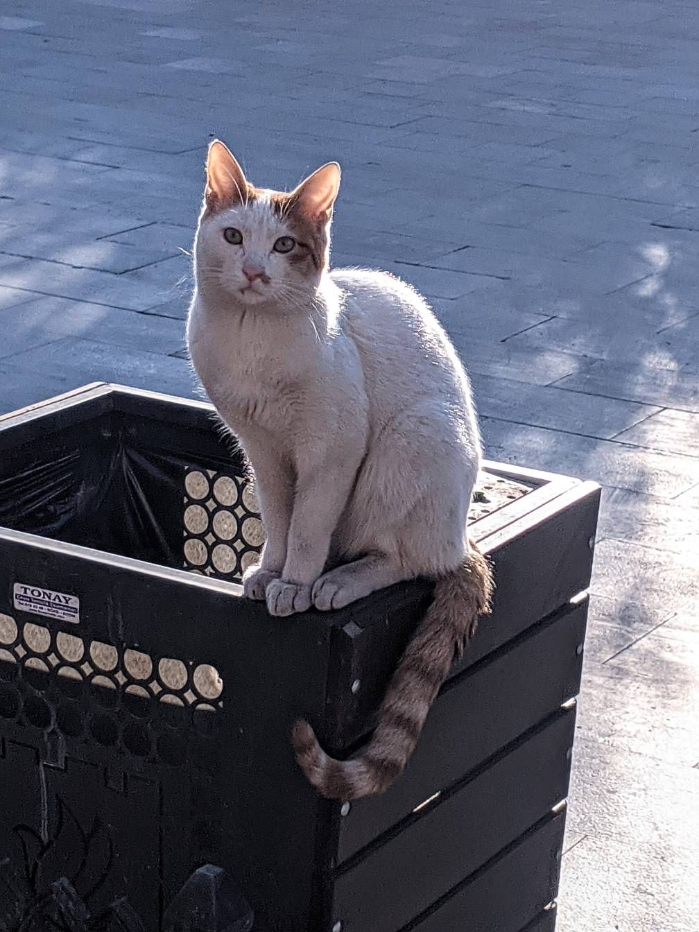 Cat Work 🐈 🥰 #S9 - Samsung Members