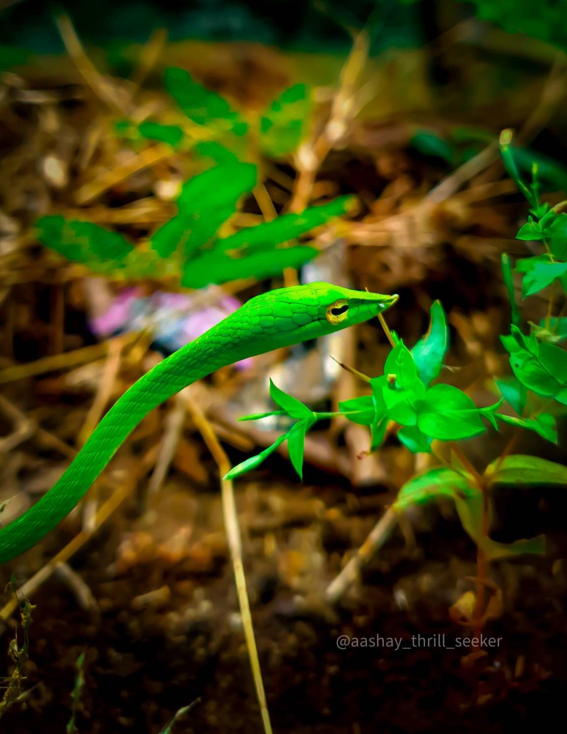 Snake - Samsung Members