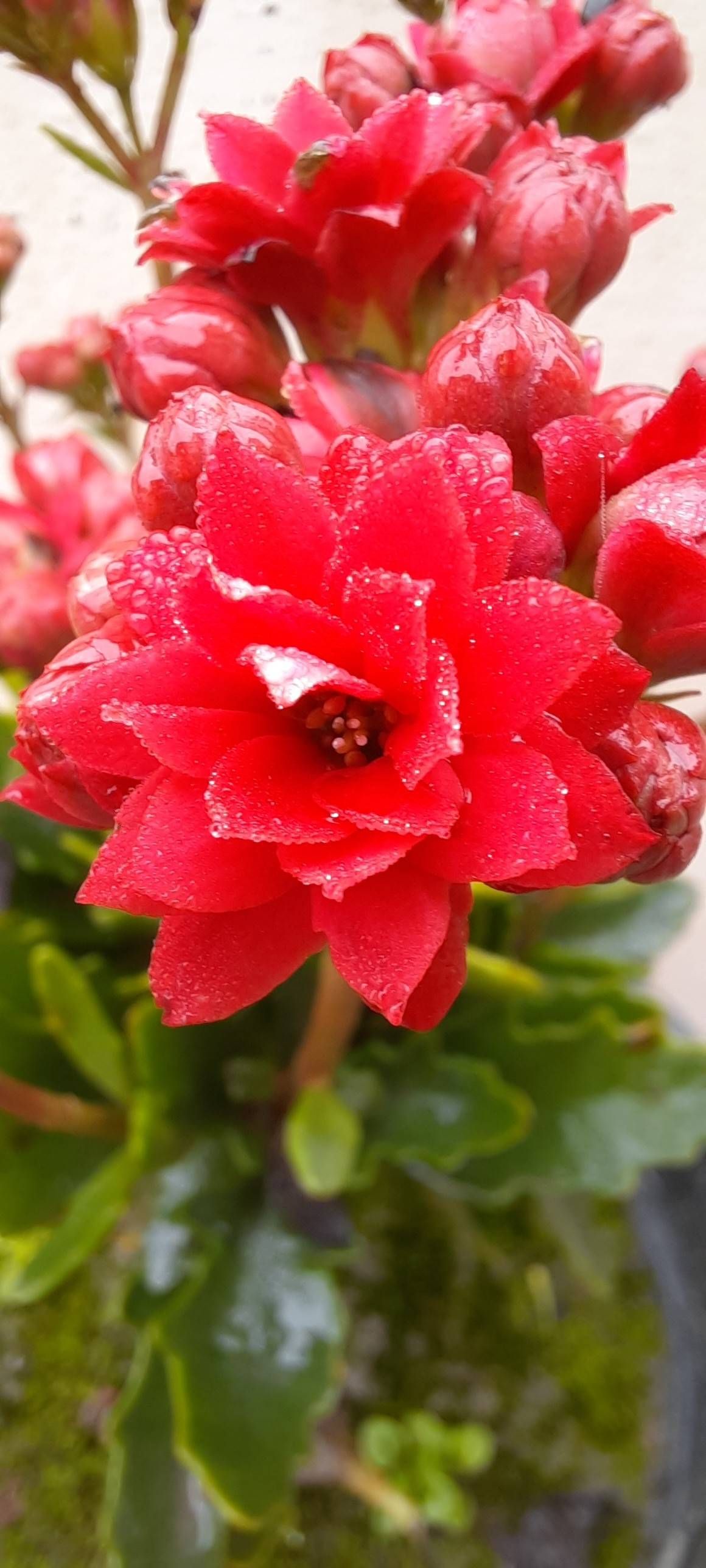 Flower🌷 - Samsung Members