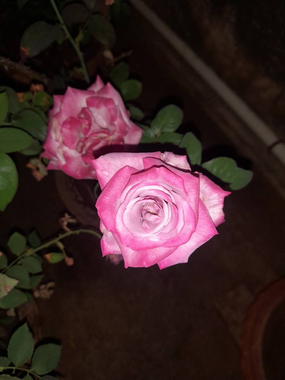 Bicolor rose plant of my terrace garden with flowe... - Samsung Members
