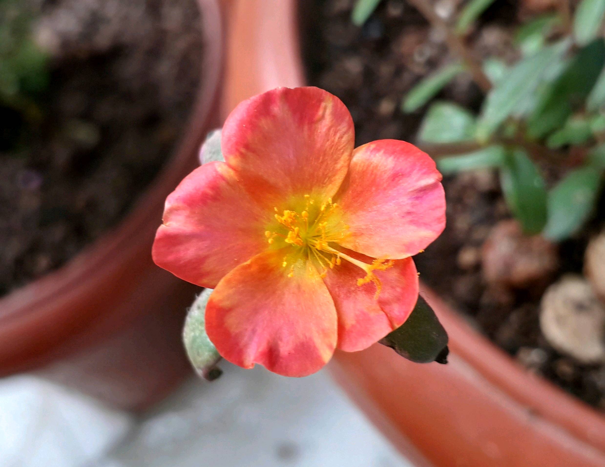 Morning Click #Galaxy M10 - Samsung Members