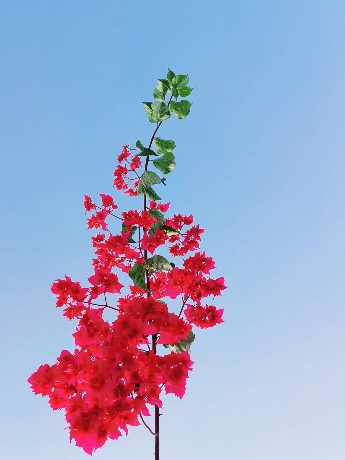 Iconic photo forever captured by Samsung Galaxy M3... - Samsung Members