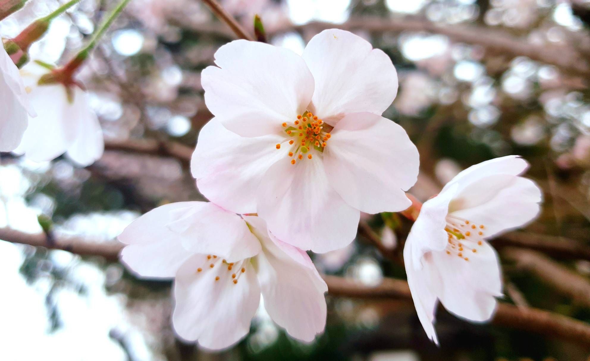 Sakura time - Samsung Members