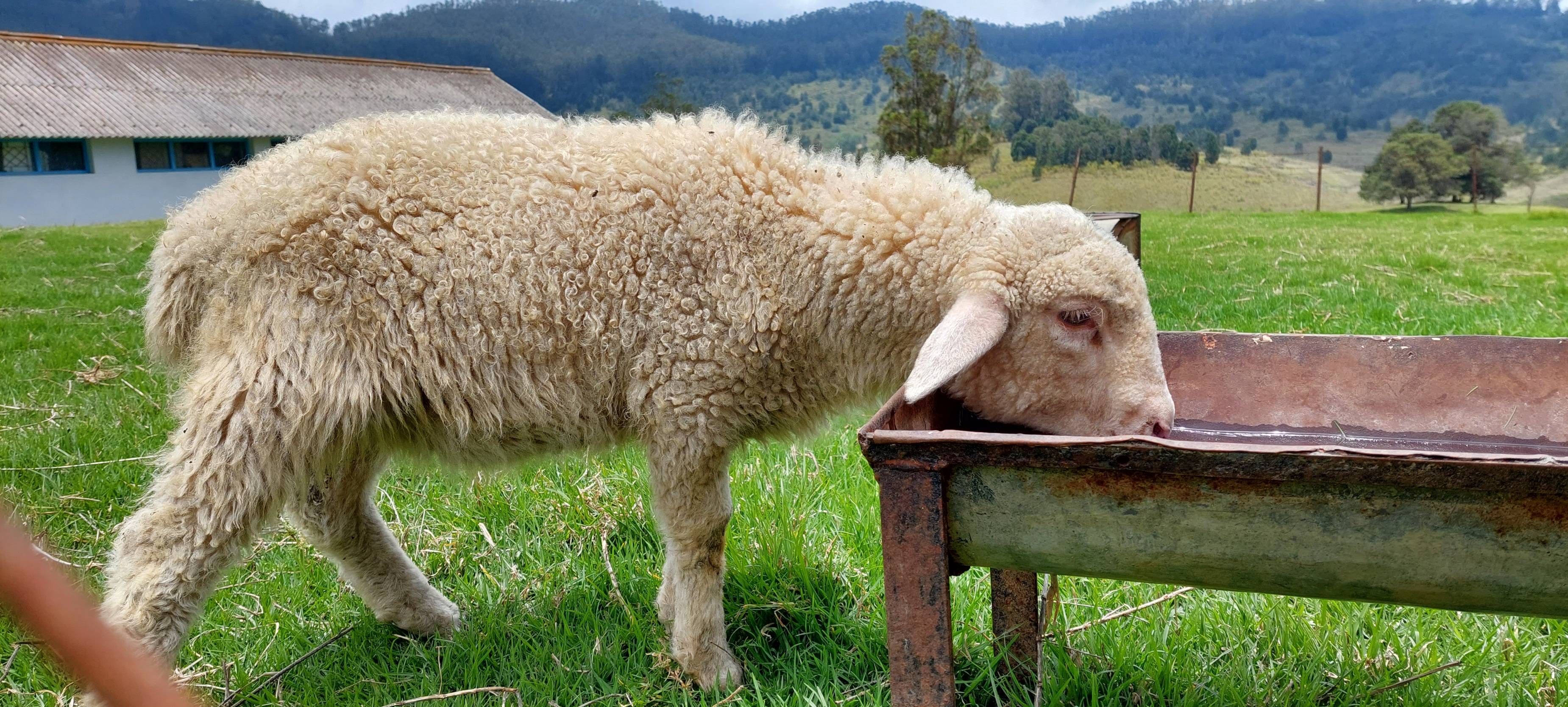 Sheep Research Center - Samsung Members