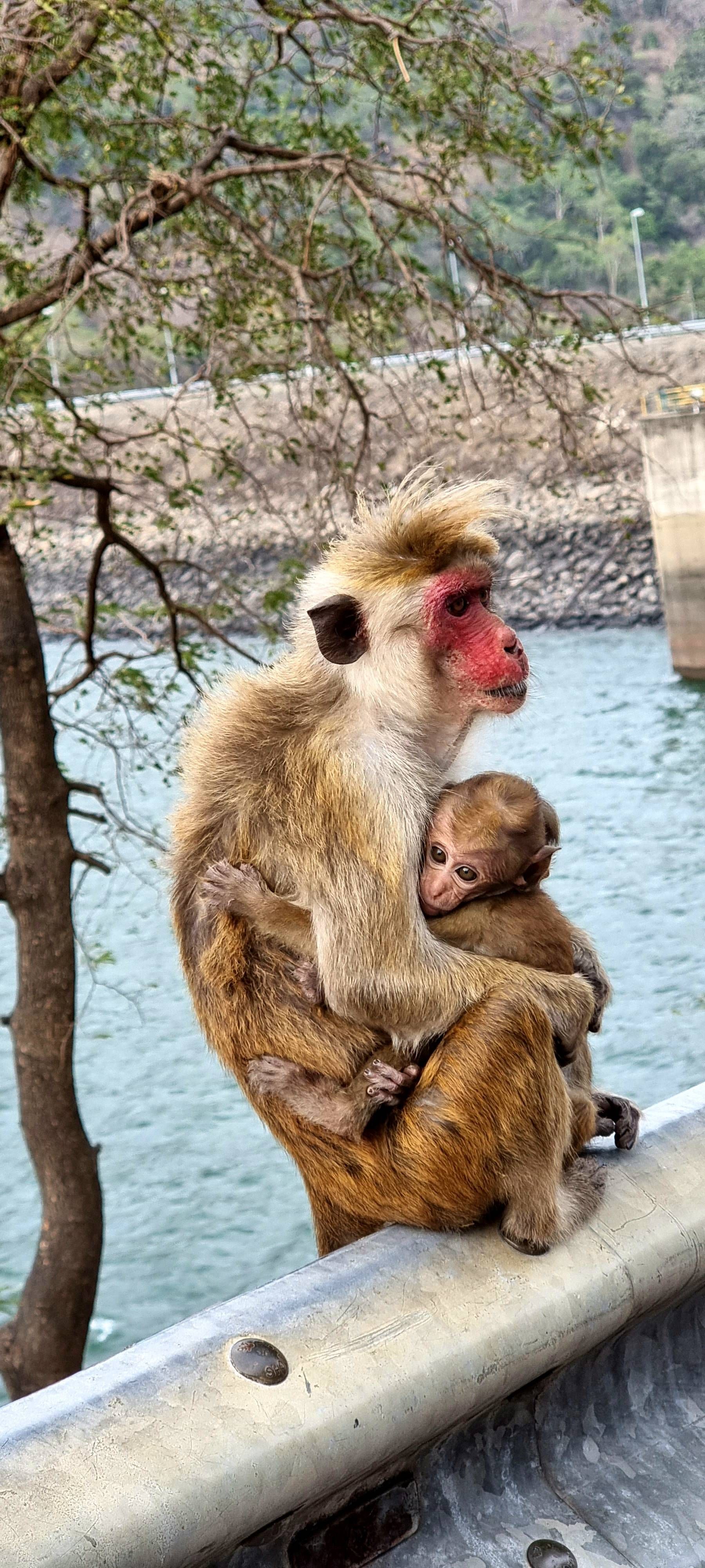 MONKEY - Samsung Members