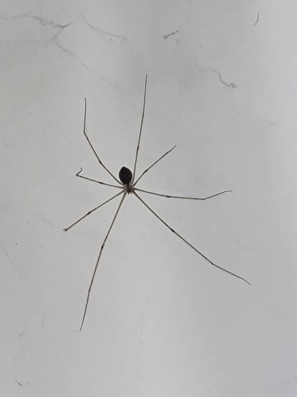 S21 base model - Samsung Members