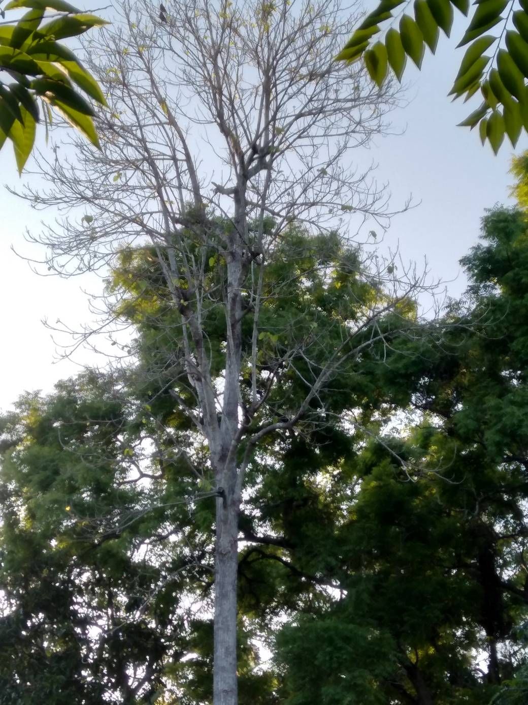 Large Halmilla Tree - Samsung Members