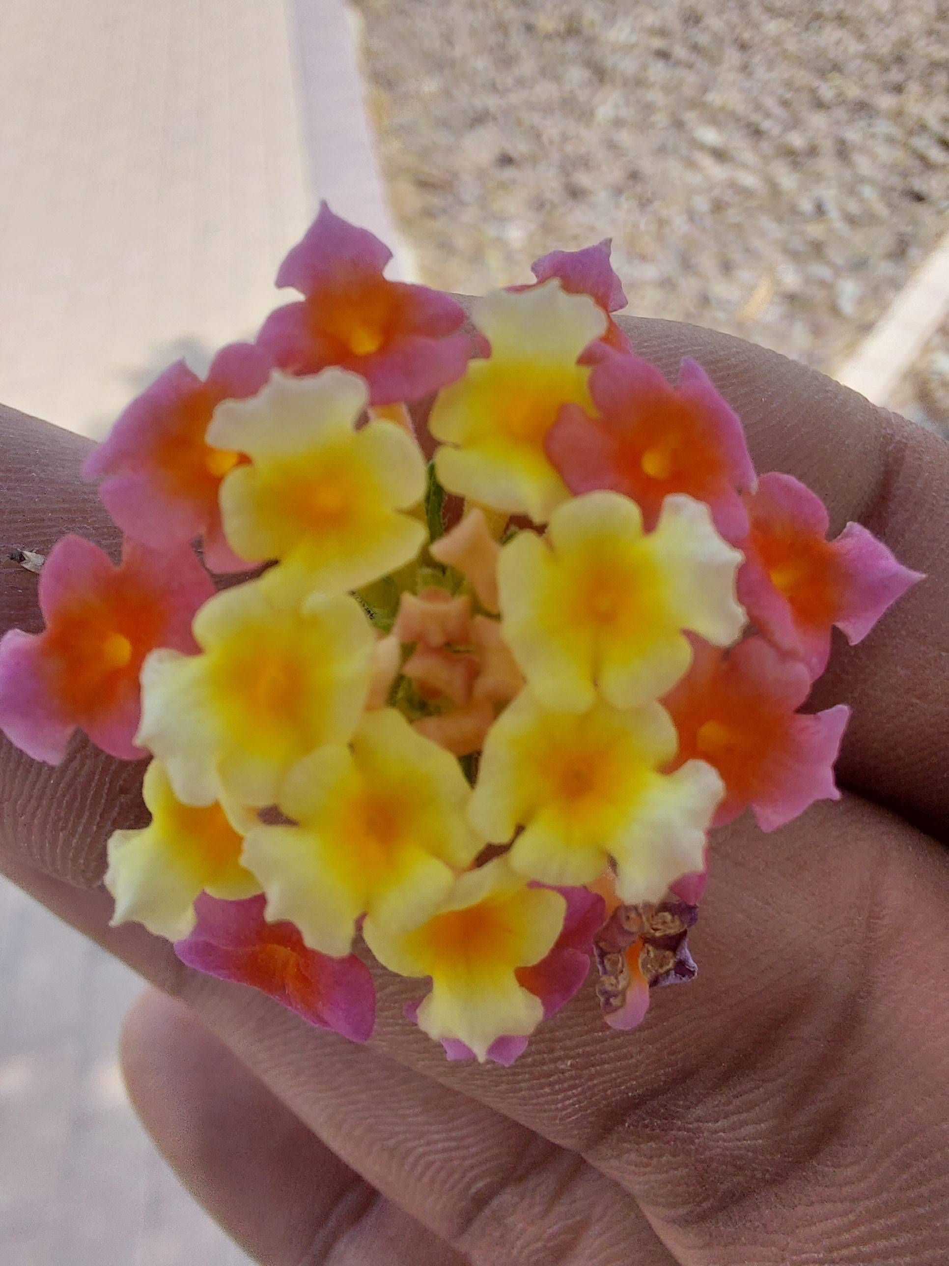 Jk - Samsung Members