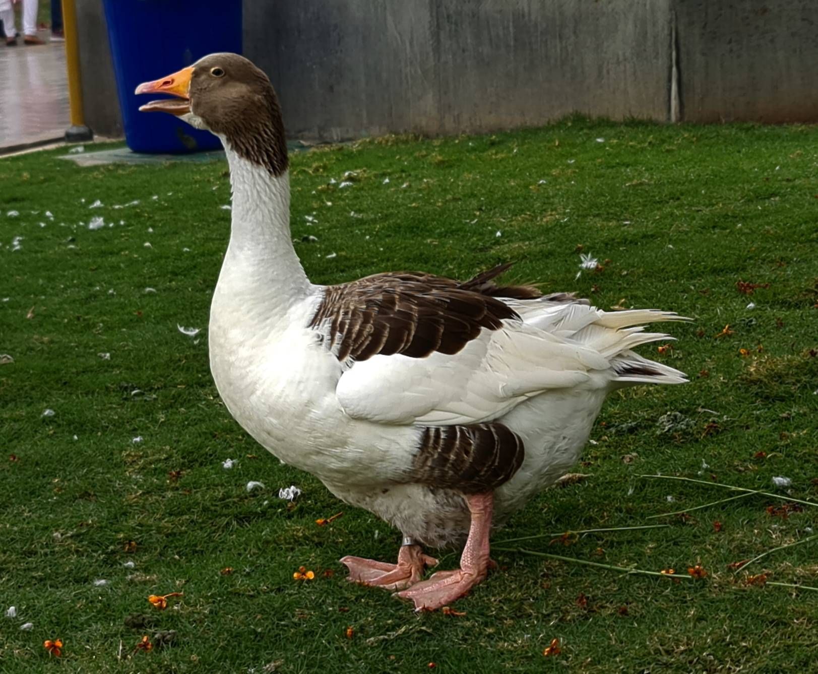 Scania goose - Samsung Members