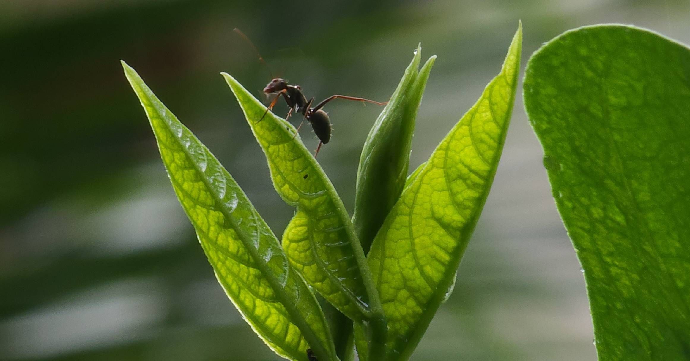 Ant - Samsung Members