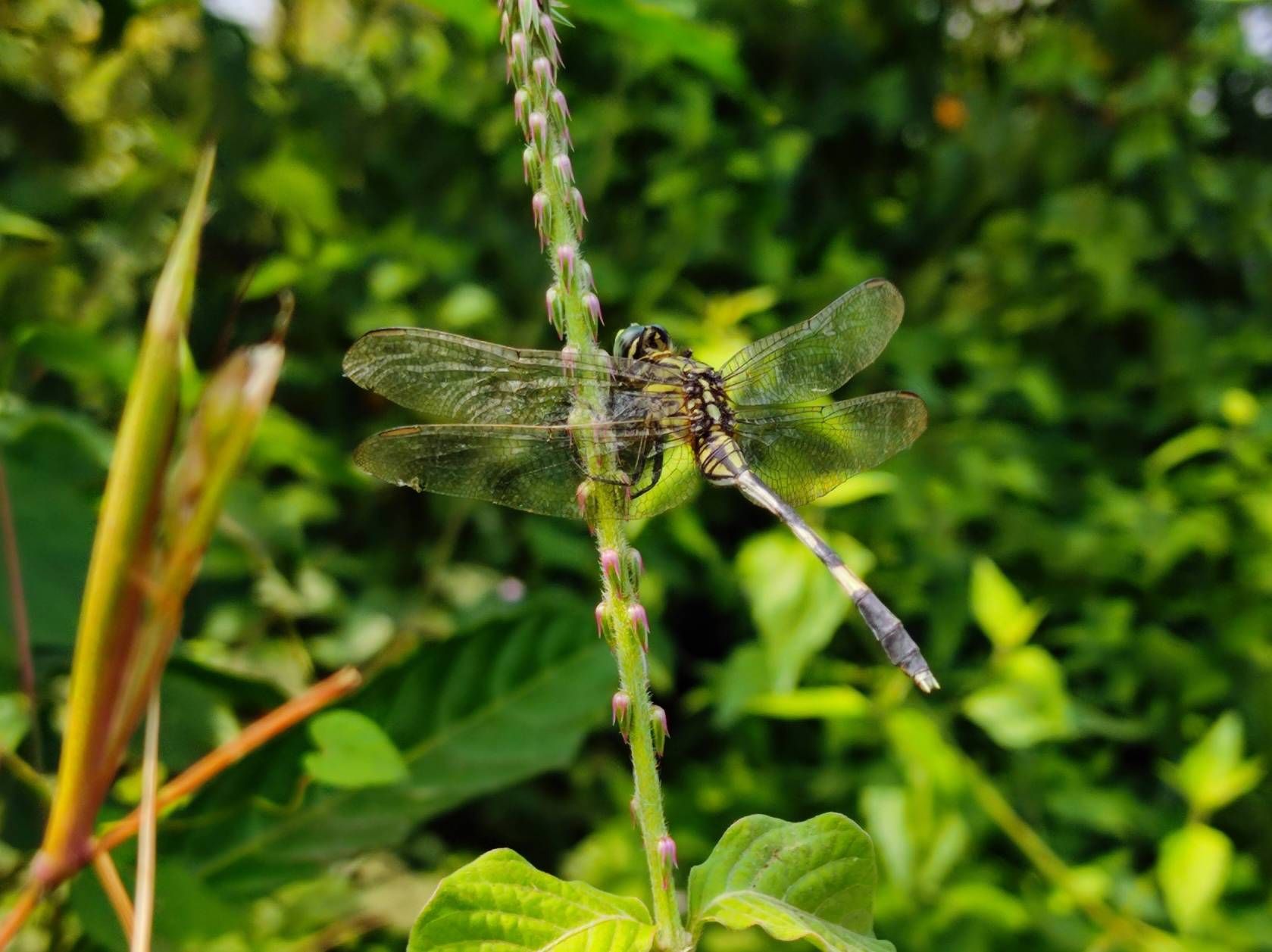 | Dragonfly | - Samsung Members