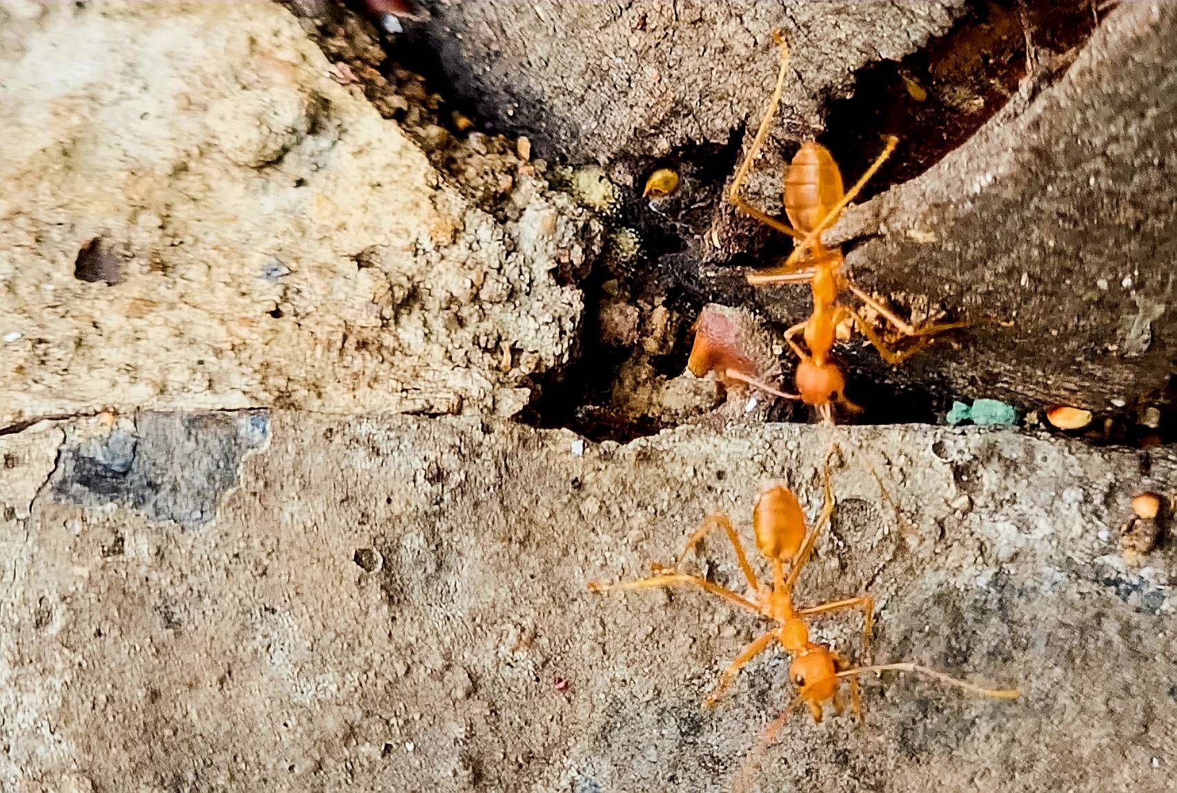 Ant 🐜 🐜 🐜 - Samsung Members