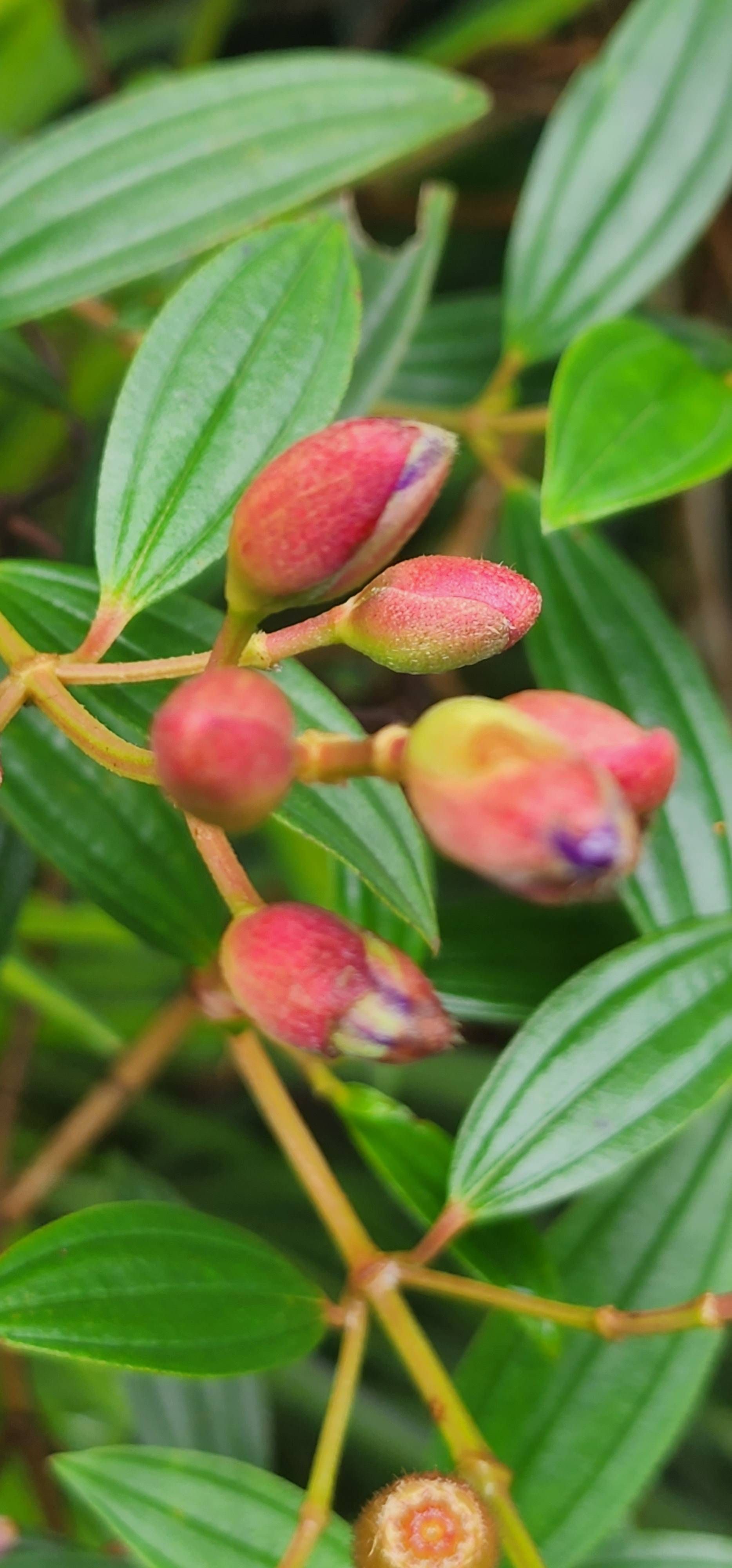 Amazing Buds - Samsung Members