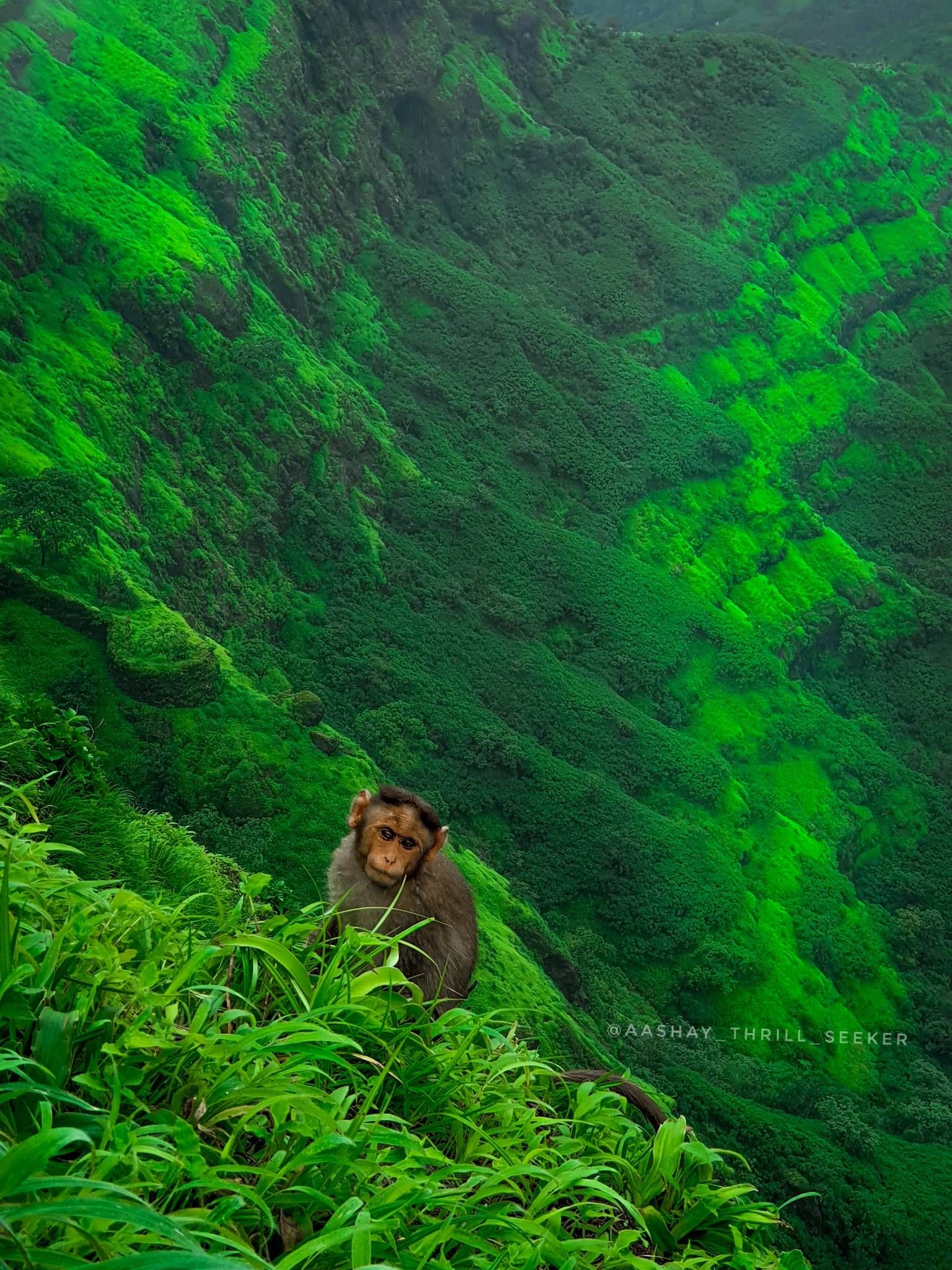 Monkey - Samsung Members