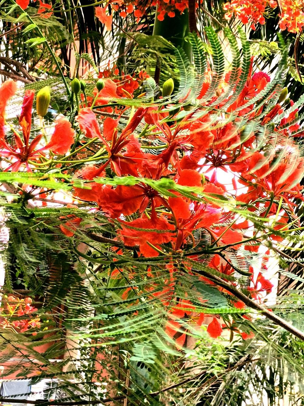 Flowers💐 - Samsung Members