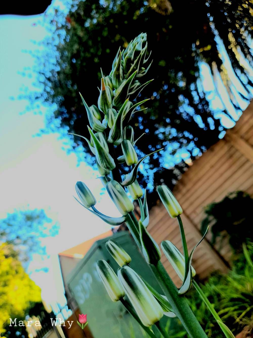 Mara Why Shots - Samsung Members