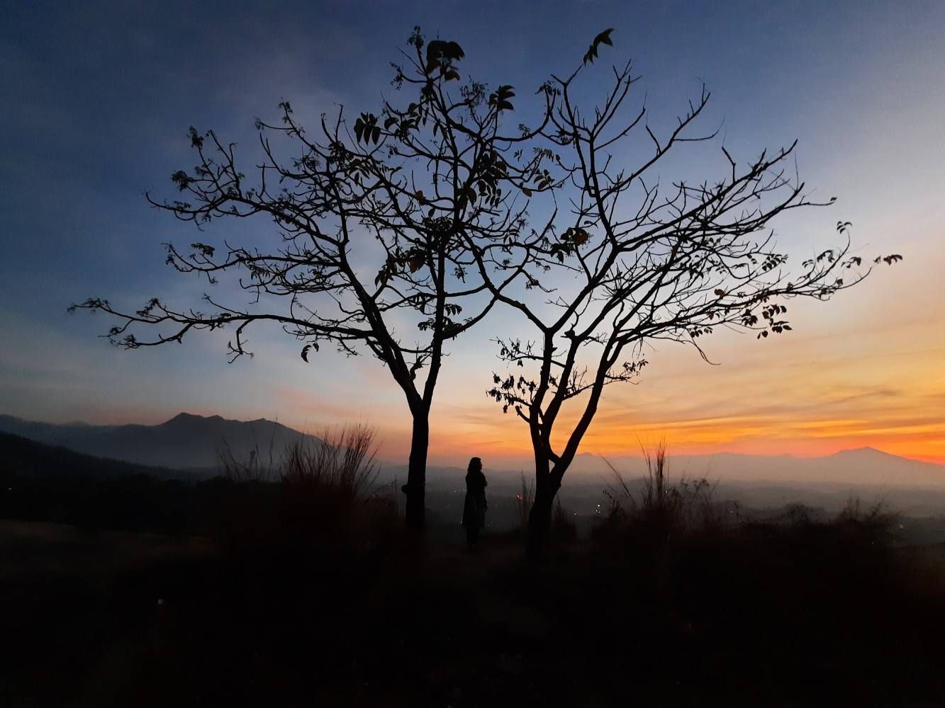 Trees - Samsung Members