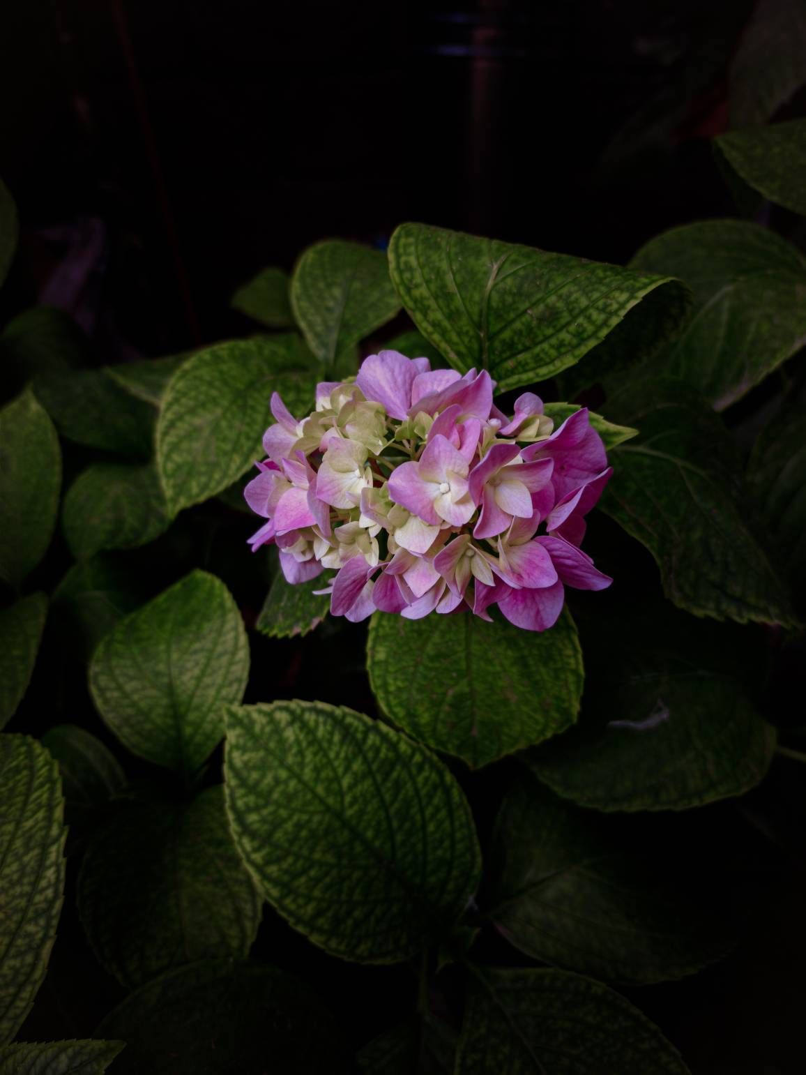 flowers - Samsung Members