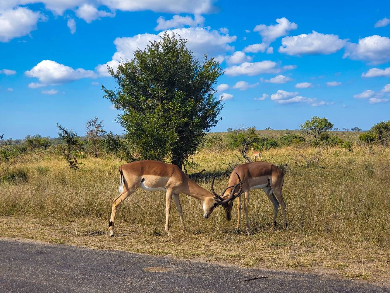 Impala nation - Samsung Members
