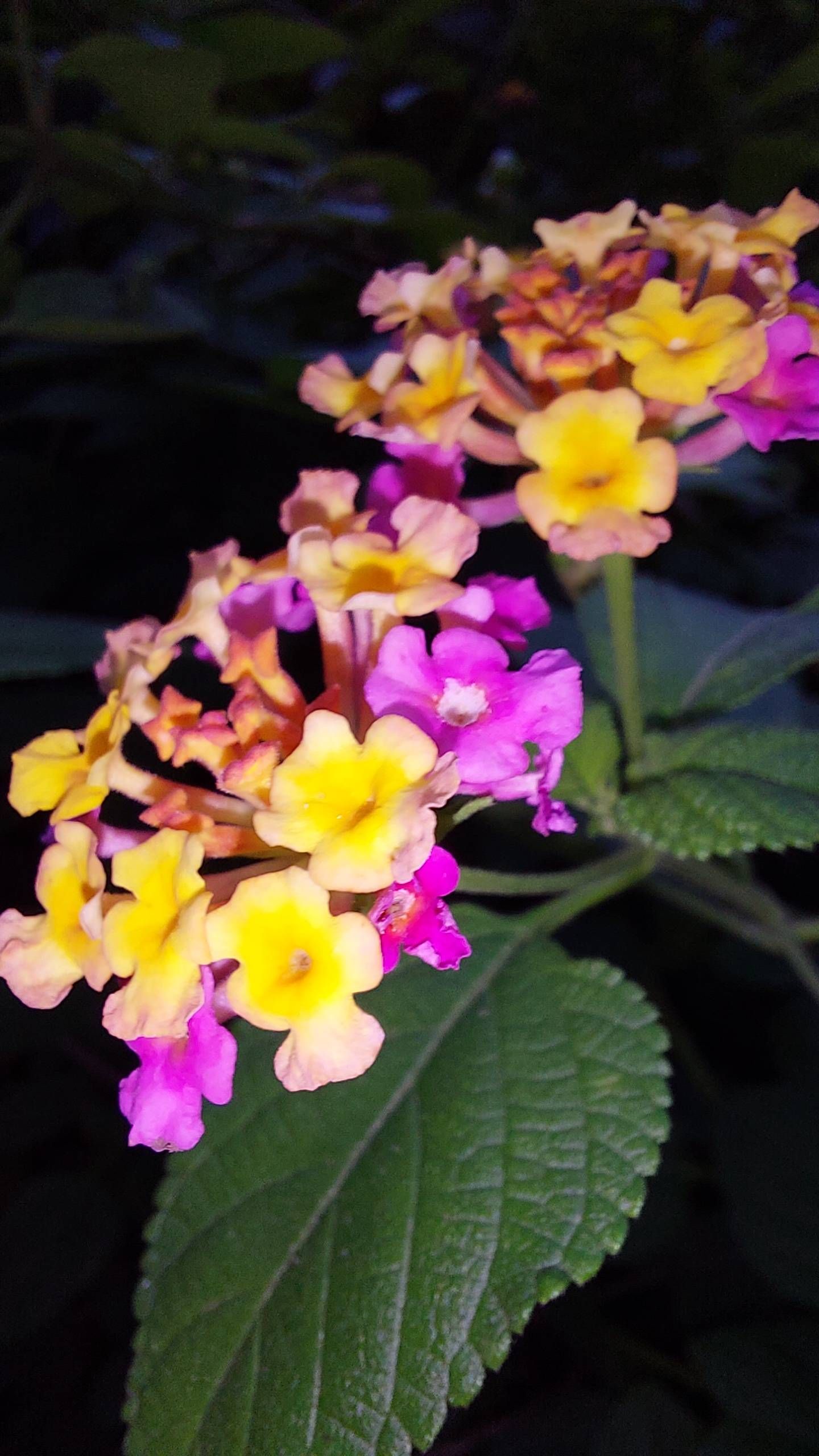 Flower. - Samsung Members