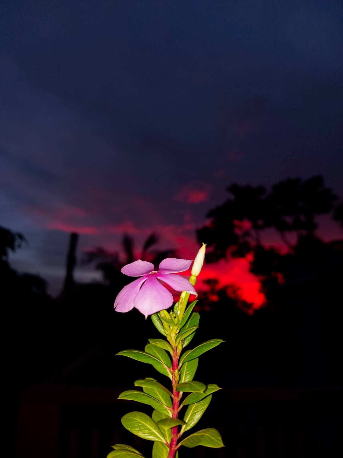 Bloody Nature - Samsung Members