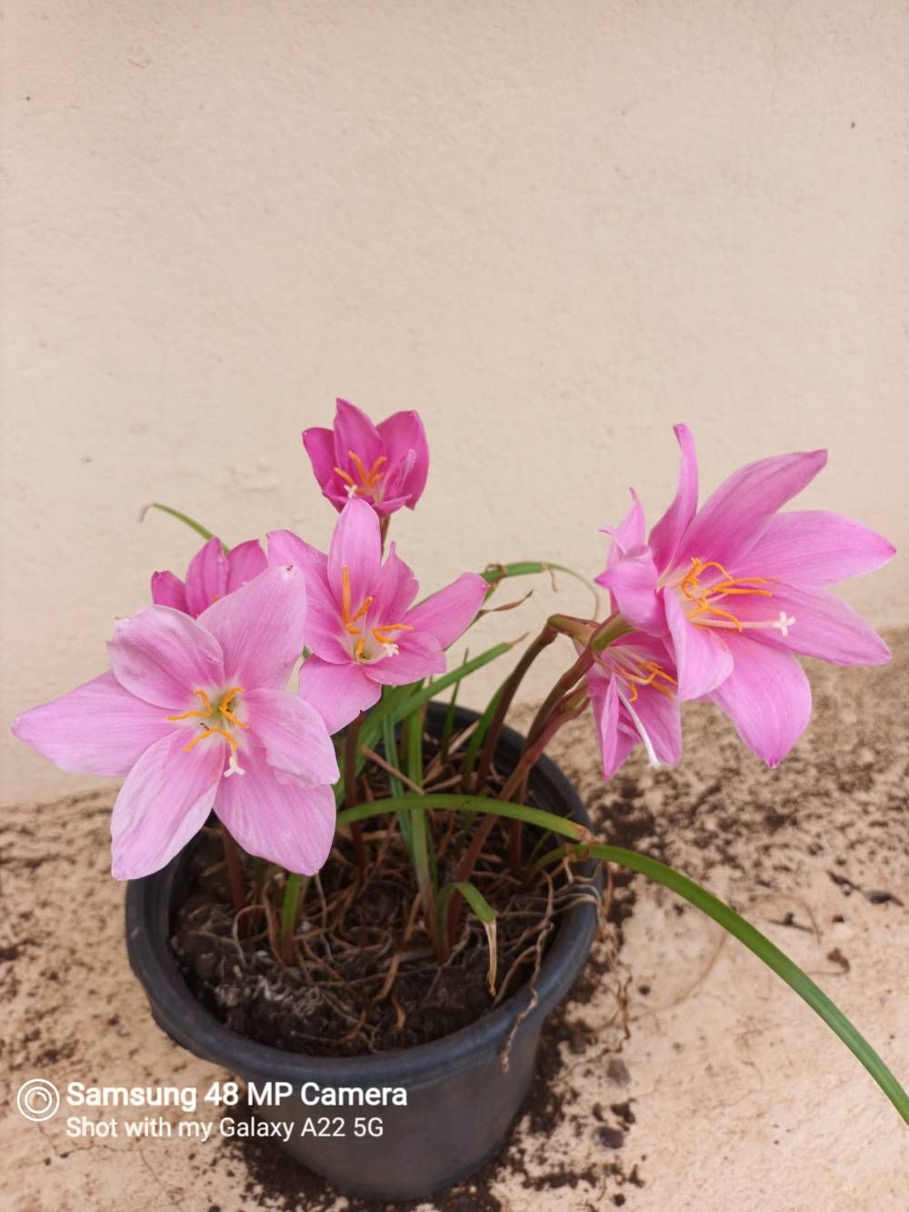 Lily - Samsung Members