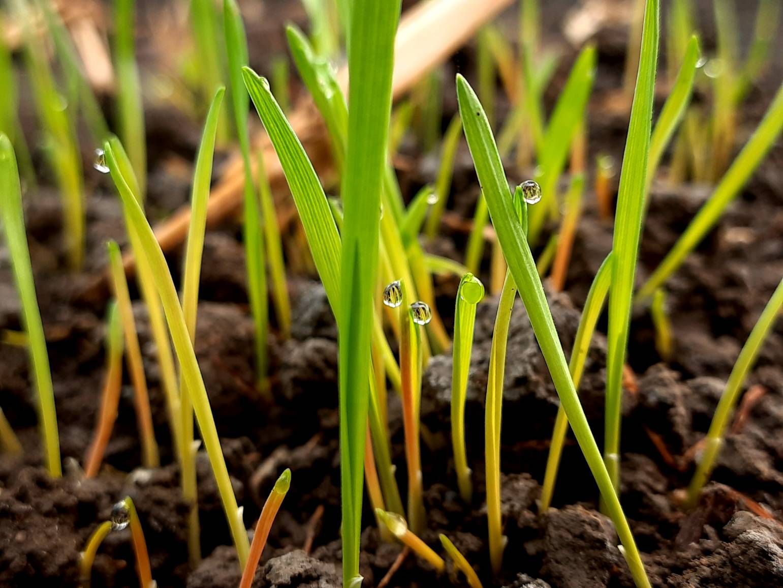 New Season New Plants - Samsung Members